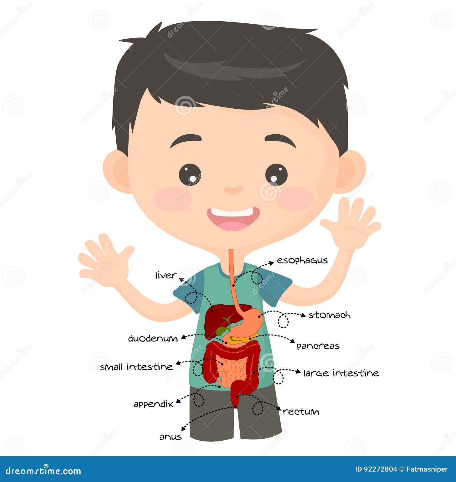 Trato digestivo ilustração stock. Ilustração de wallpaper - 92272804