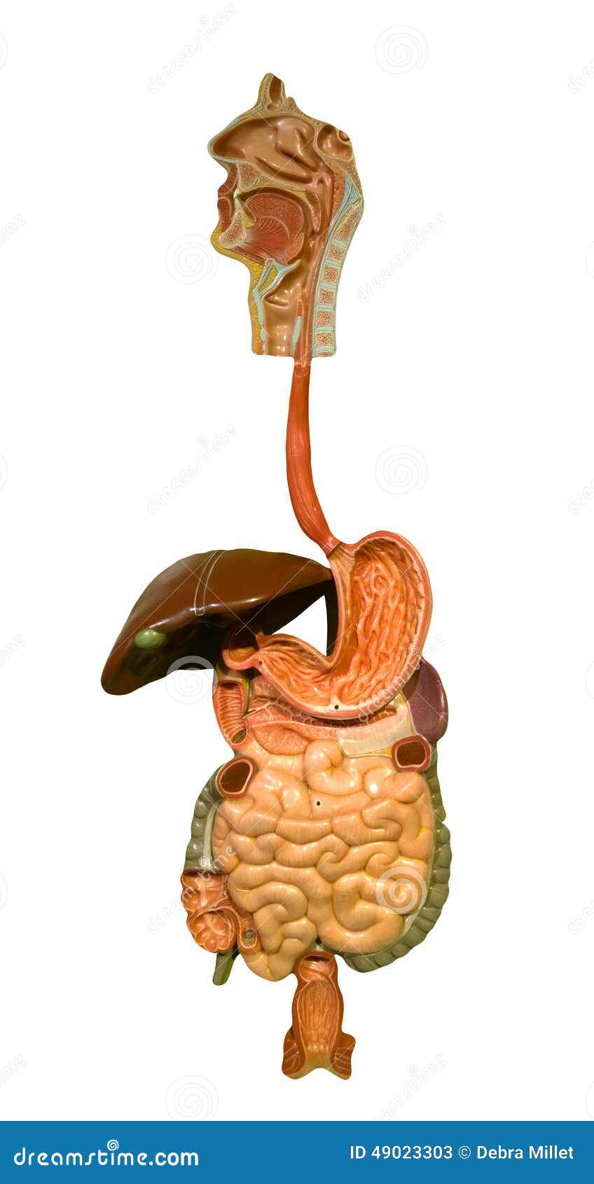 Trato digestivo humano imagem de stock. Imagem de intervalo - 49023303