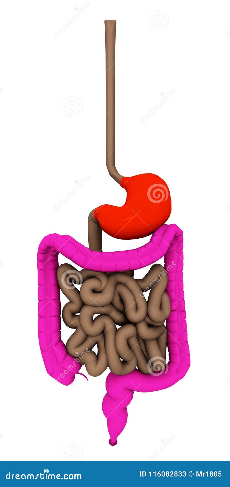 Trato Digestivo Isolado No Fundo Branco Ilustração Stock - Ilustração ...