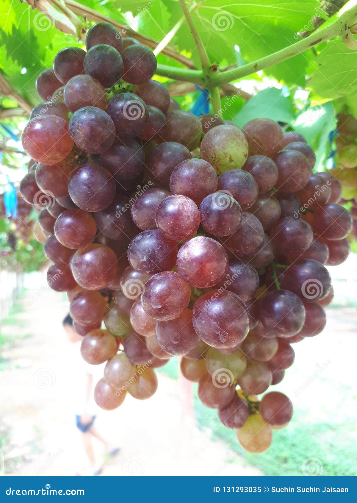 Traube stockbild. Bild von weinstock, betrieb, rebe - 131293035