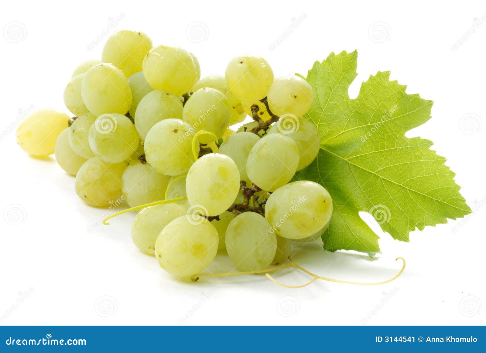 Traube stockbild. Bild von herbst, grün, blatt, frucht - 3144541