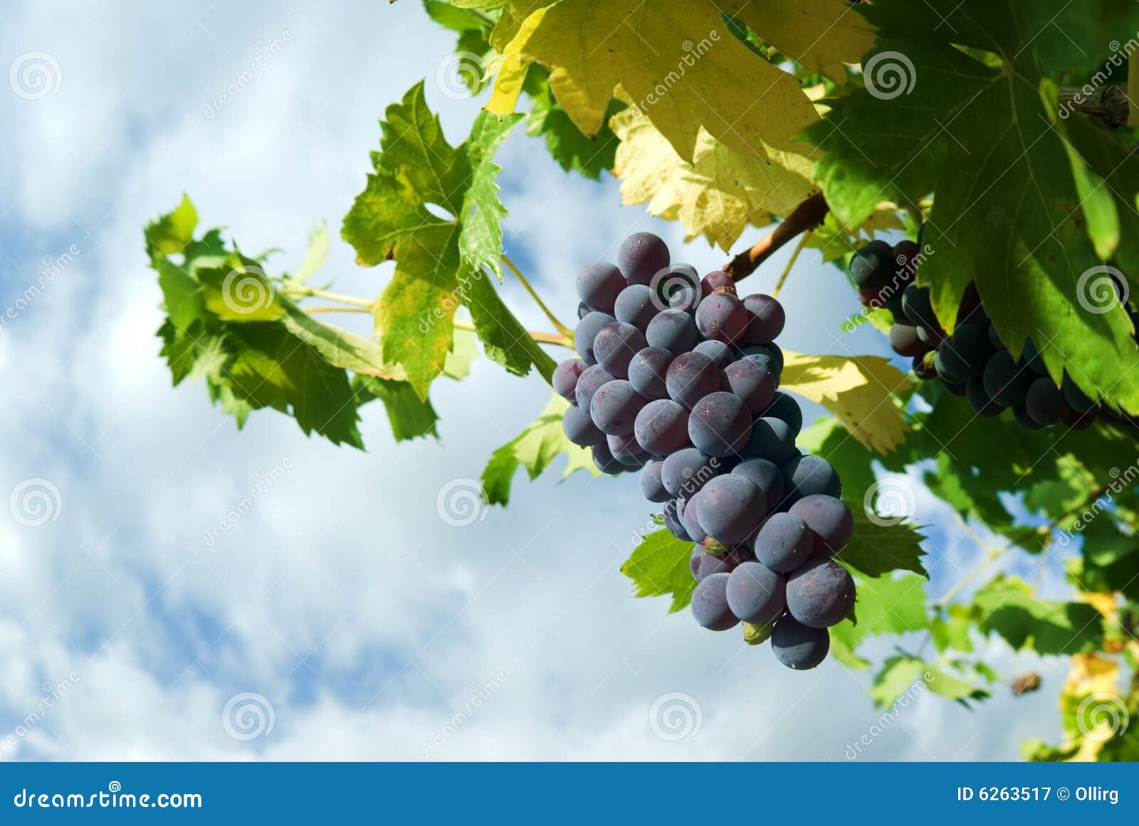 Traube der Rebe stockbild. Bild von wolke, bündel, purpurrot - 6263517