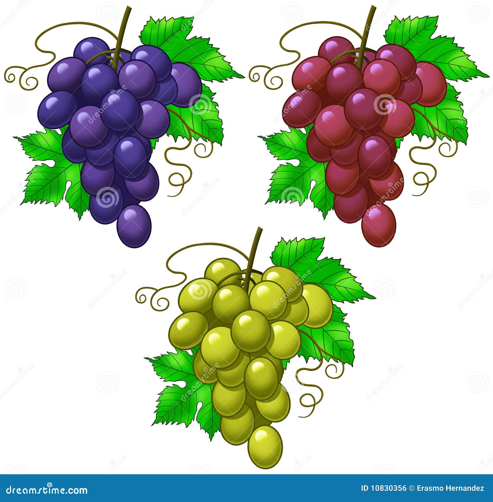 Trauben stock abbildung. Illustration von frucht, rebe - 10830356