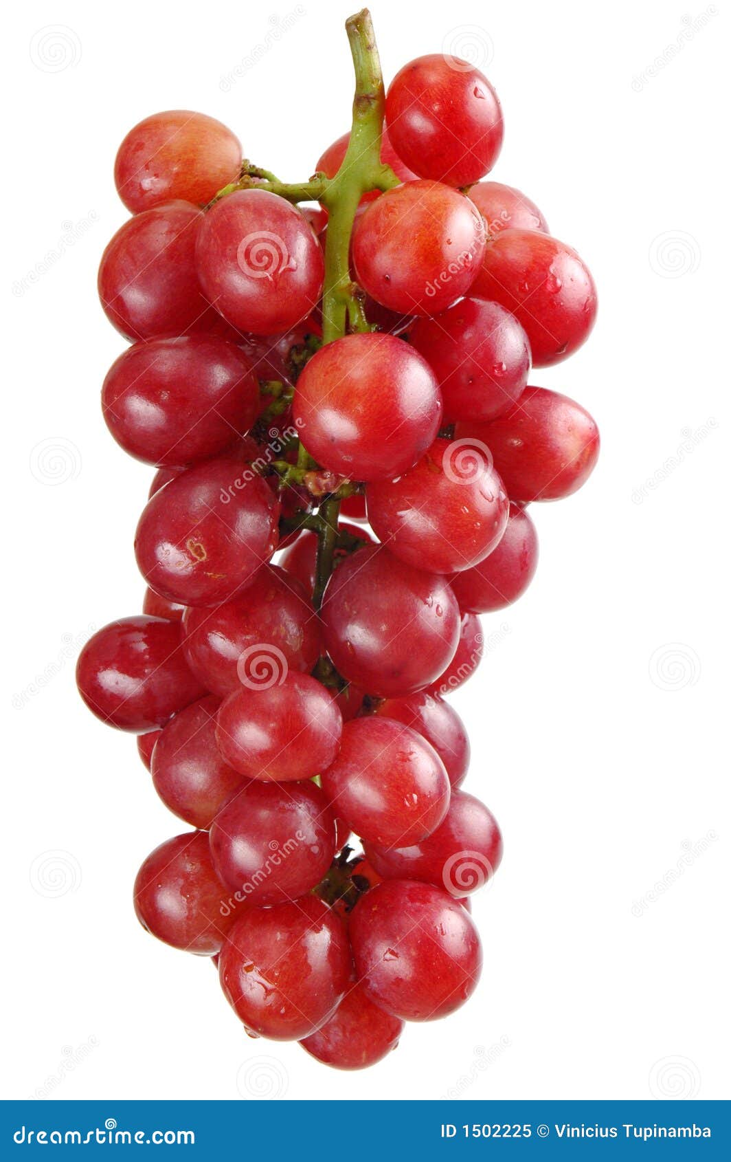 Trauben stockbild. Bild von traube, landwirtschaft, frucht - 1502225
