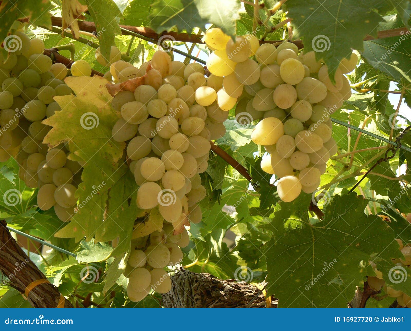 Trauben stockfoto. Bild von trauben, blätter, geschmackvoll - 16927720