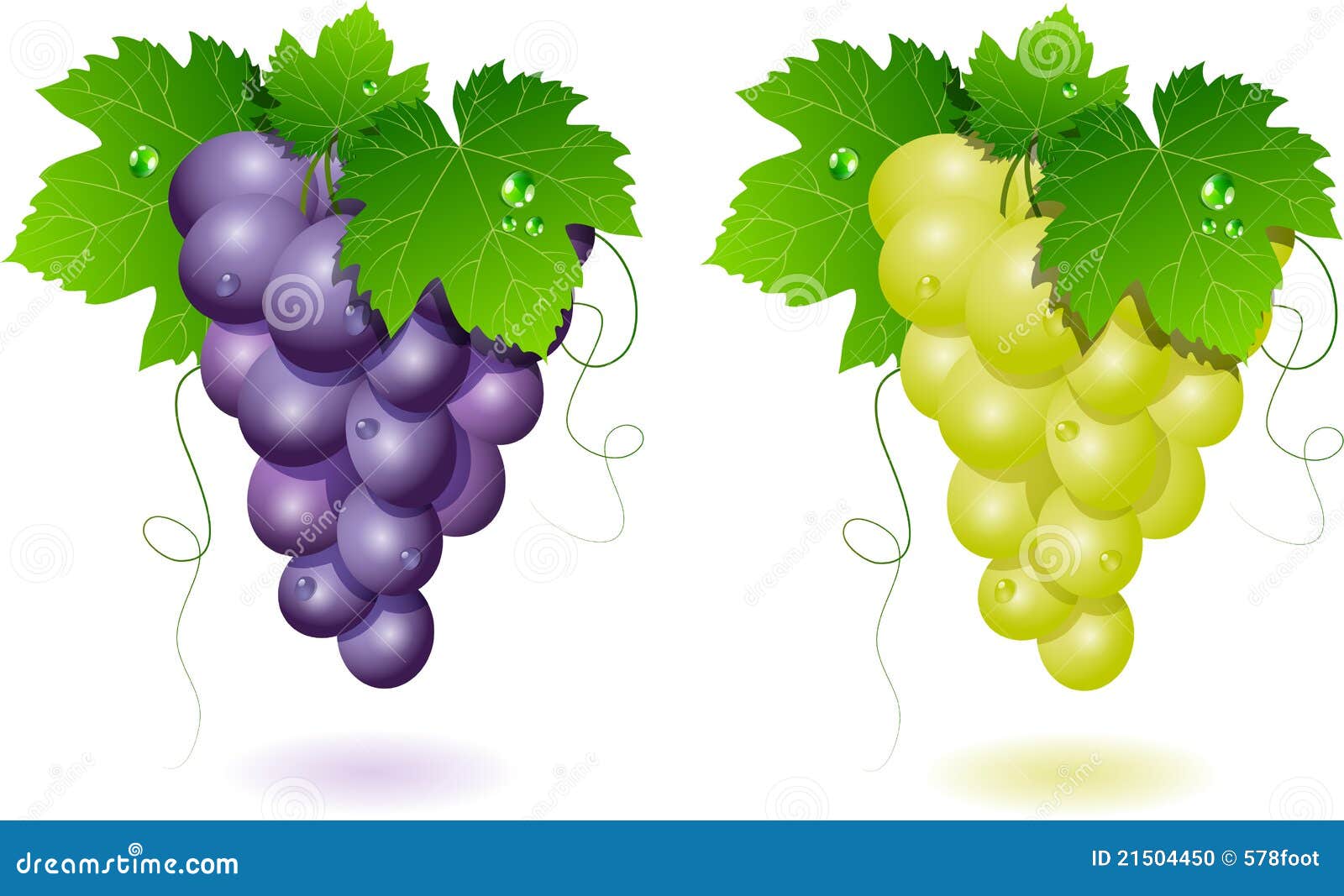 Trauben vektor abbildung. Illustration von nahrung, zweig - 21504450