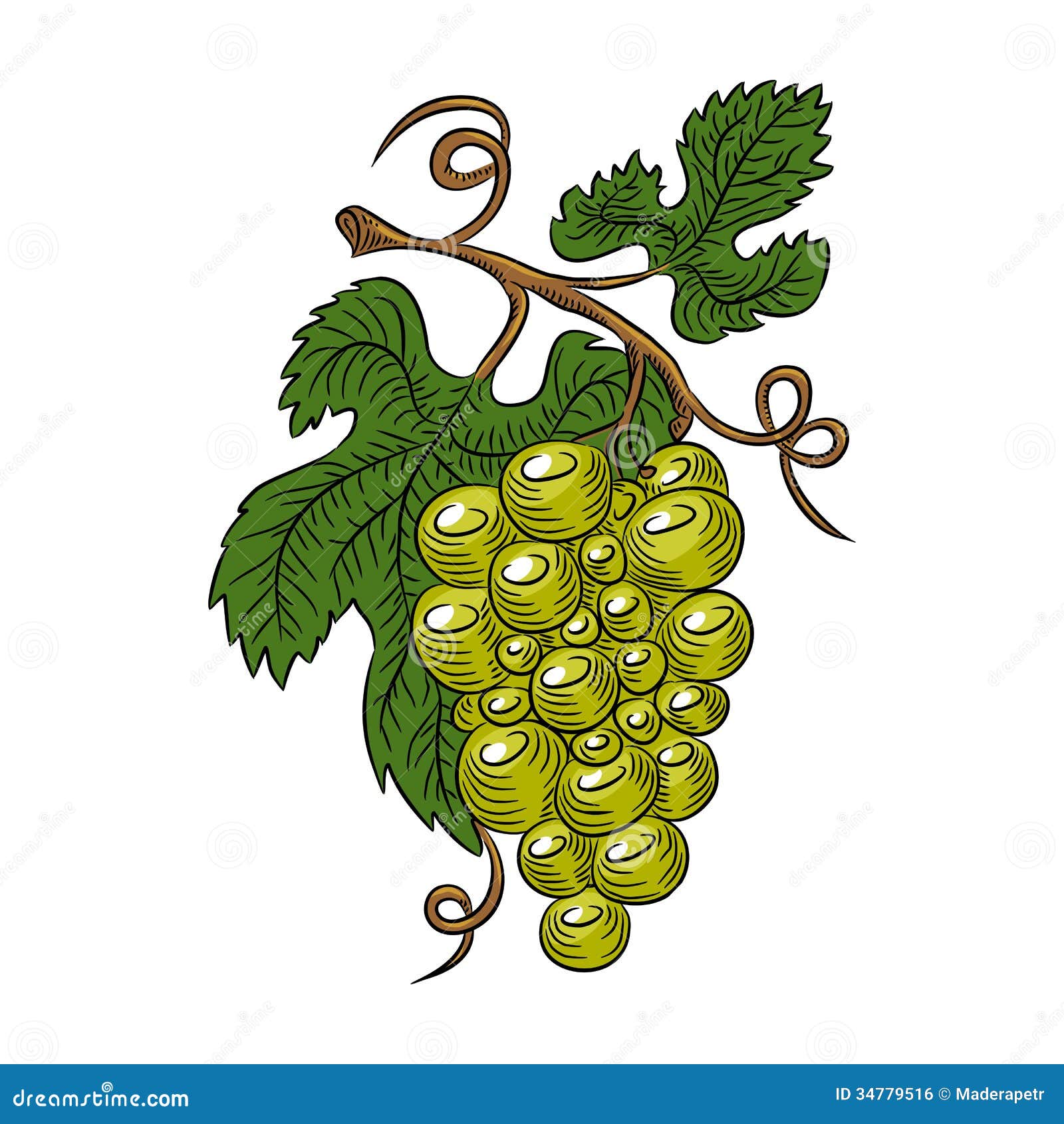 Trauben stock abbildung. Illustration von weinbau, getrennt - 34779516