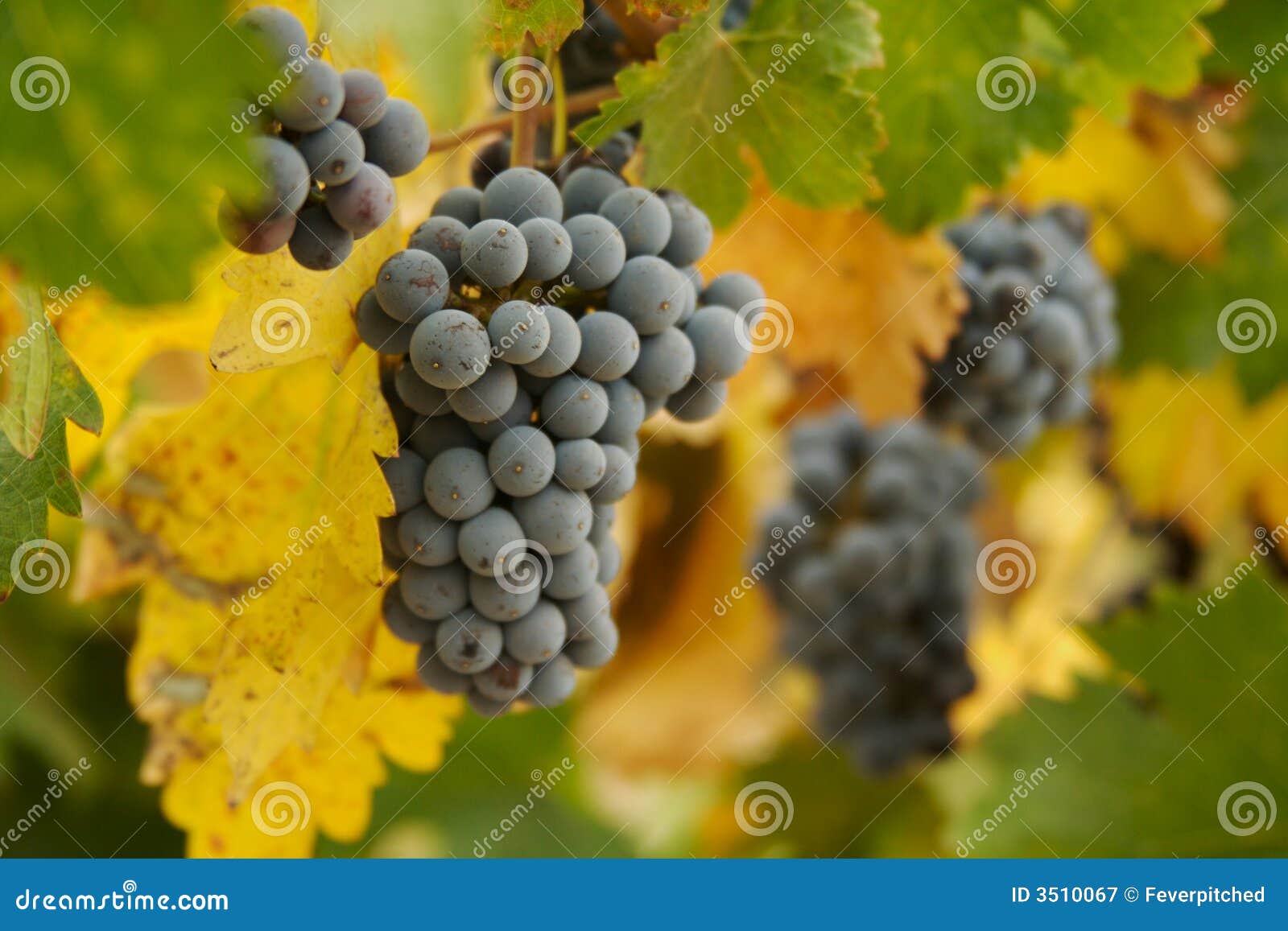 Trauben auf der Rebe stockbild. Bild von frucht, szenisch - 3510067