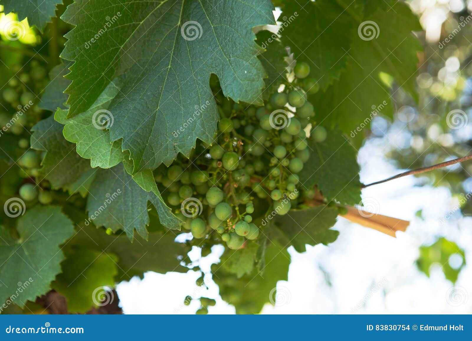 Trauben Auf Der Rebe, Mendoza Stockfoto - Bild von mendoza, frucht ...