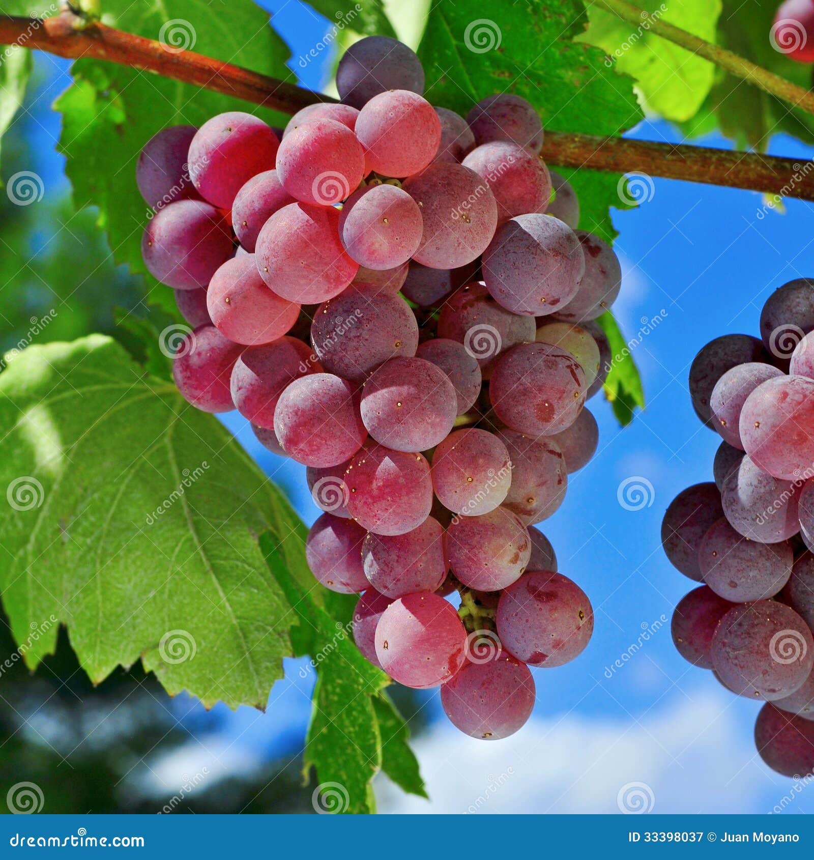 Trauben auf einer Rebe stockbild. Bild von blätter, spanisch - 33398037