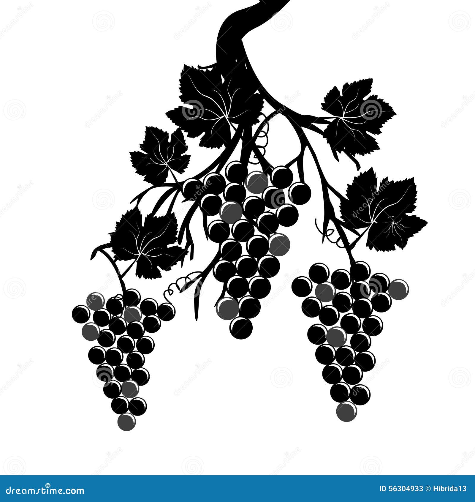 Trauben-Blöcke Auf Der Rebe Vektor Abbildung - Illustration von nave ...