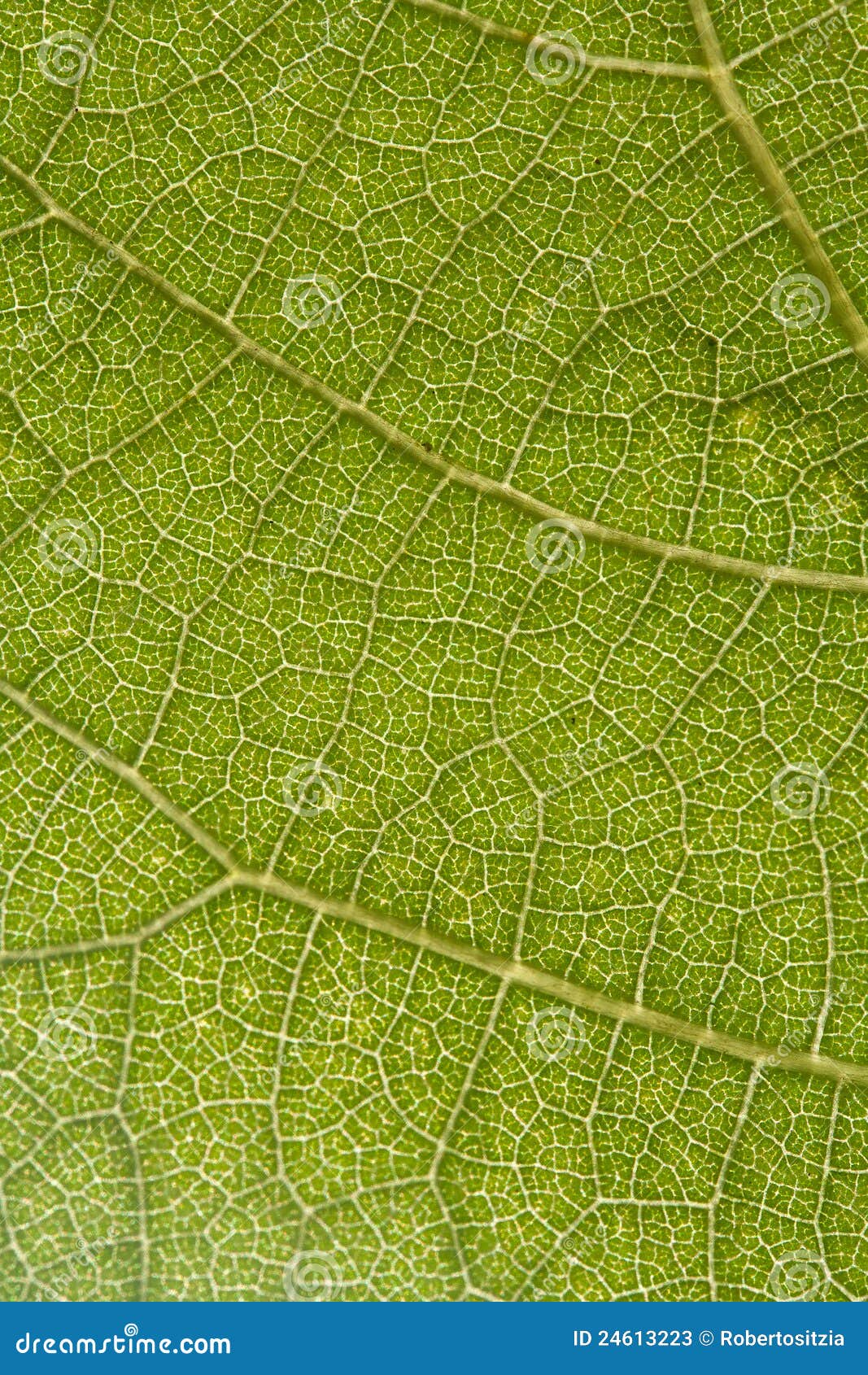 Trauben-Blatt stockbild. Bild von nave, zeilen, tapete - 24613223