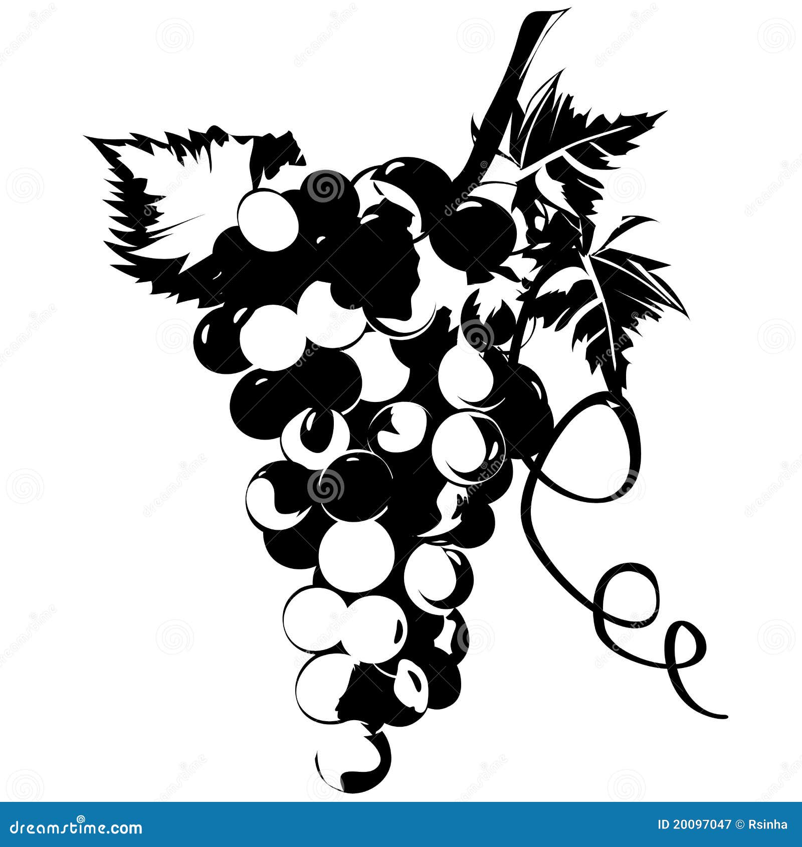 Trauben in Den Reben Mit Blättern. Vektor Abbildung - Illustration von ...