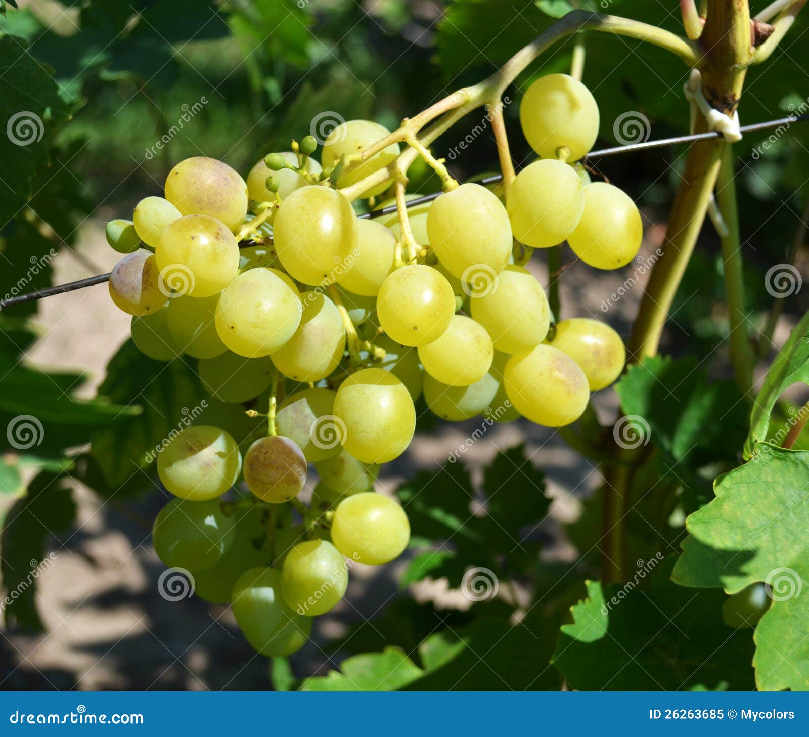 Trauben, Die Im Garten Wachsen Stockbild - Bild von sommer, bild: 26263685