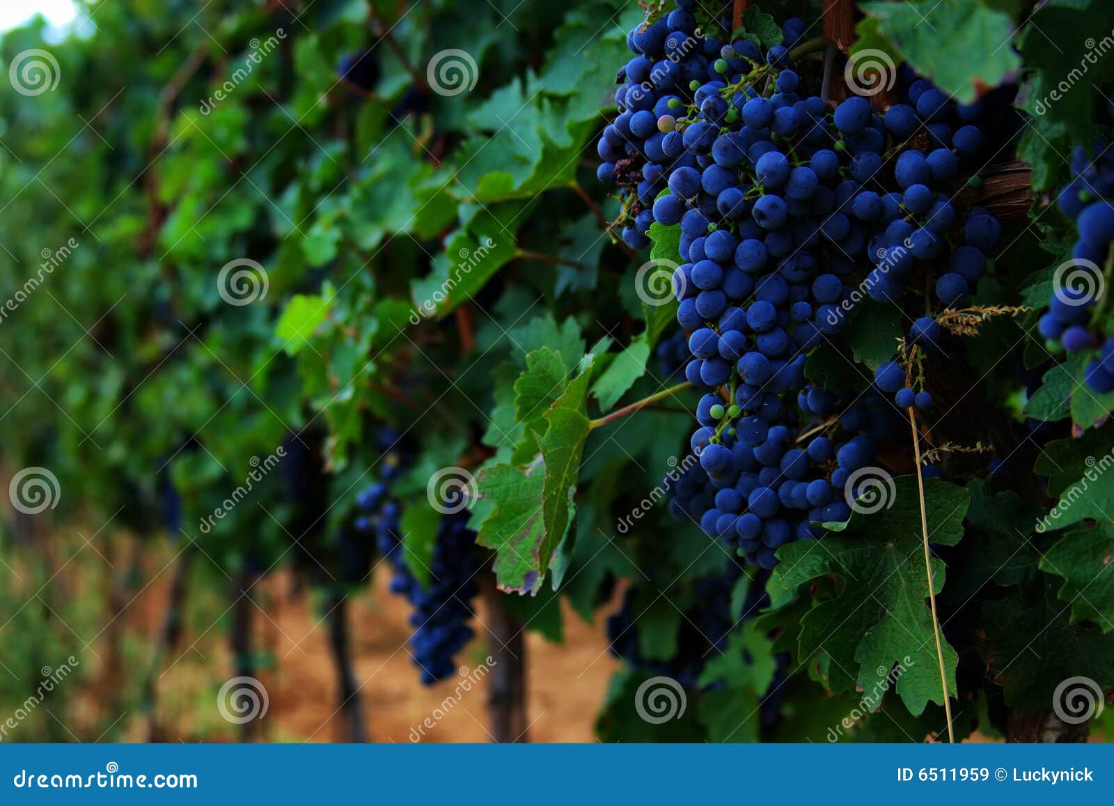 Trauben, Die Von Einer Rebe Hängen Stockbild - Bild von zweig, ernte ...