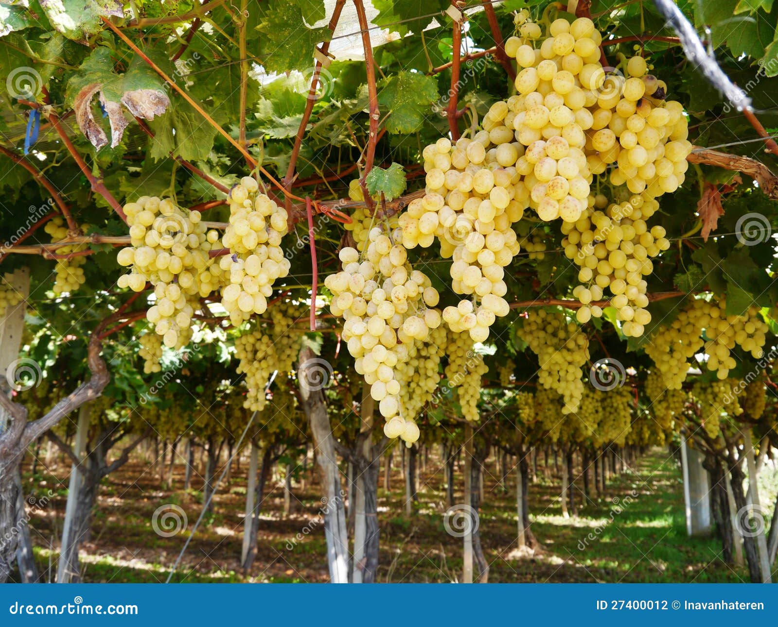 Trauben im Herbst stockfoto. Bild von aroma, zweig, büsche - 27400012