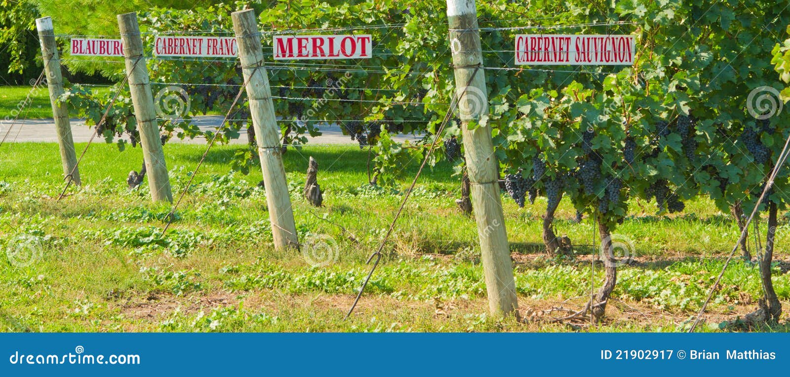 Trauben-Reben mit Zeichen stockbild. Bild von reben, franc - 21902917