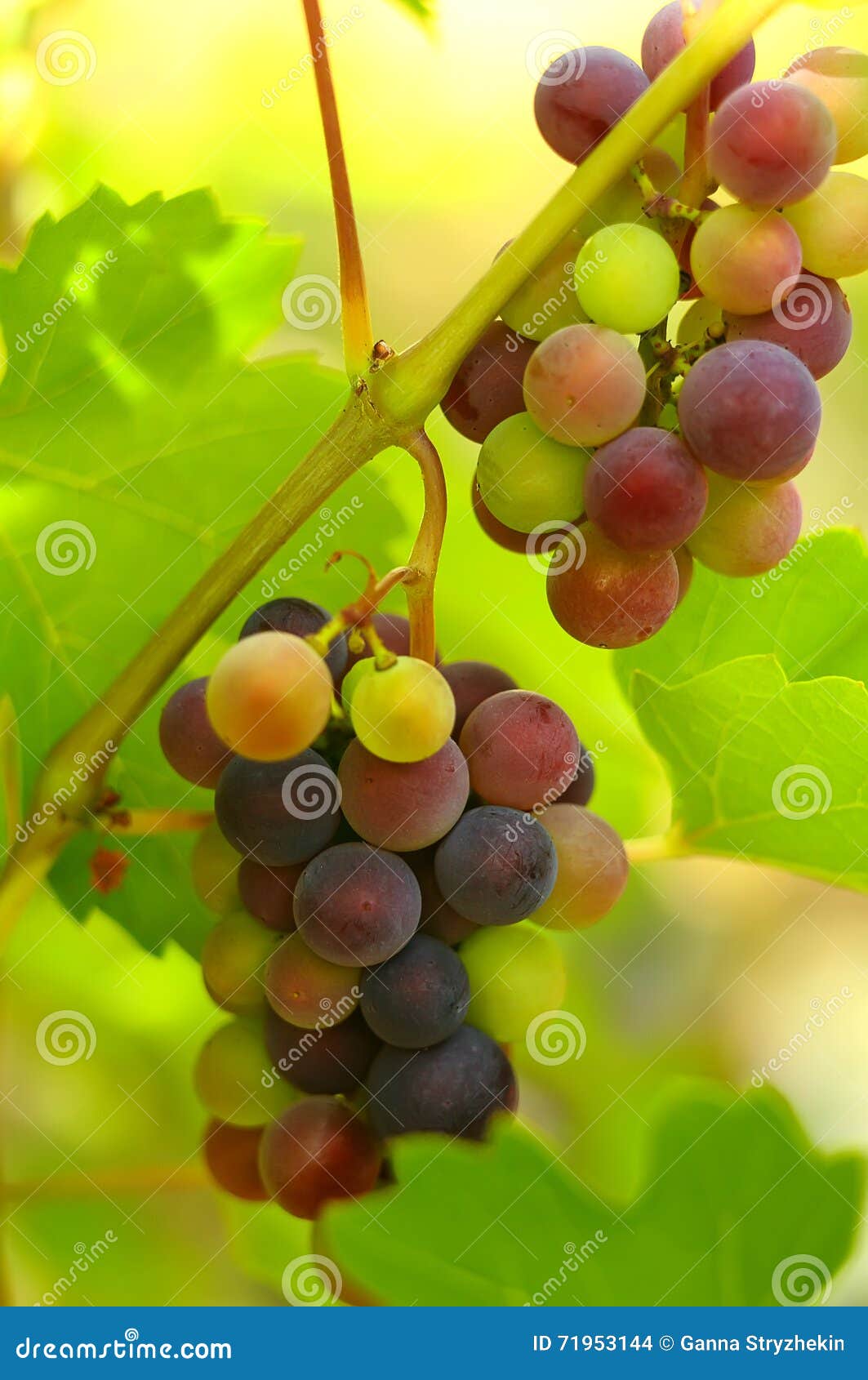 Traubenniederlassung Mit Mehrfarbigen Trauben Stockfoto - Bild von ...