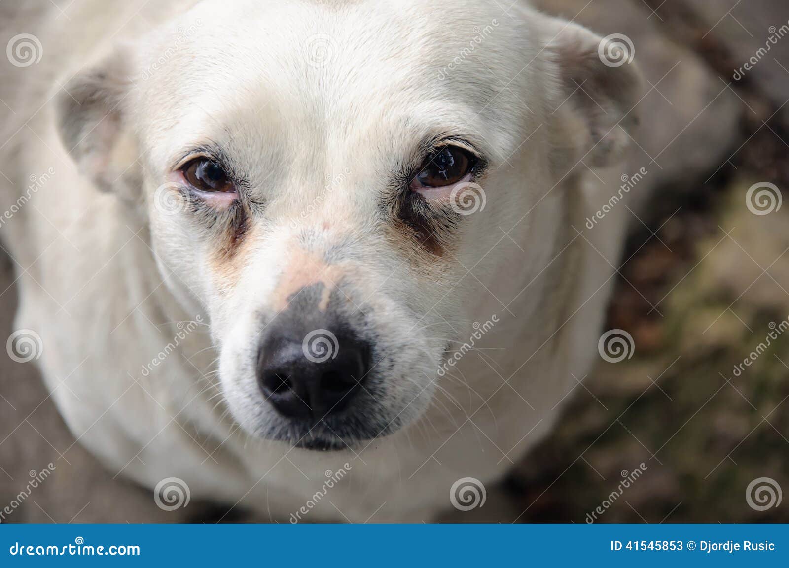 Traurige Hundeaugen stockbild. Bild von gesichtsbehandlung - 41545853