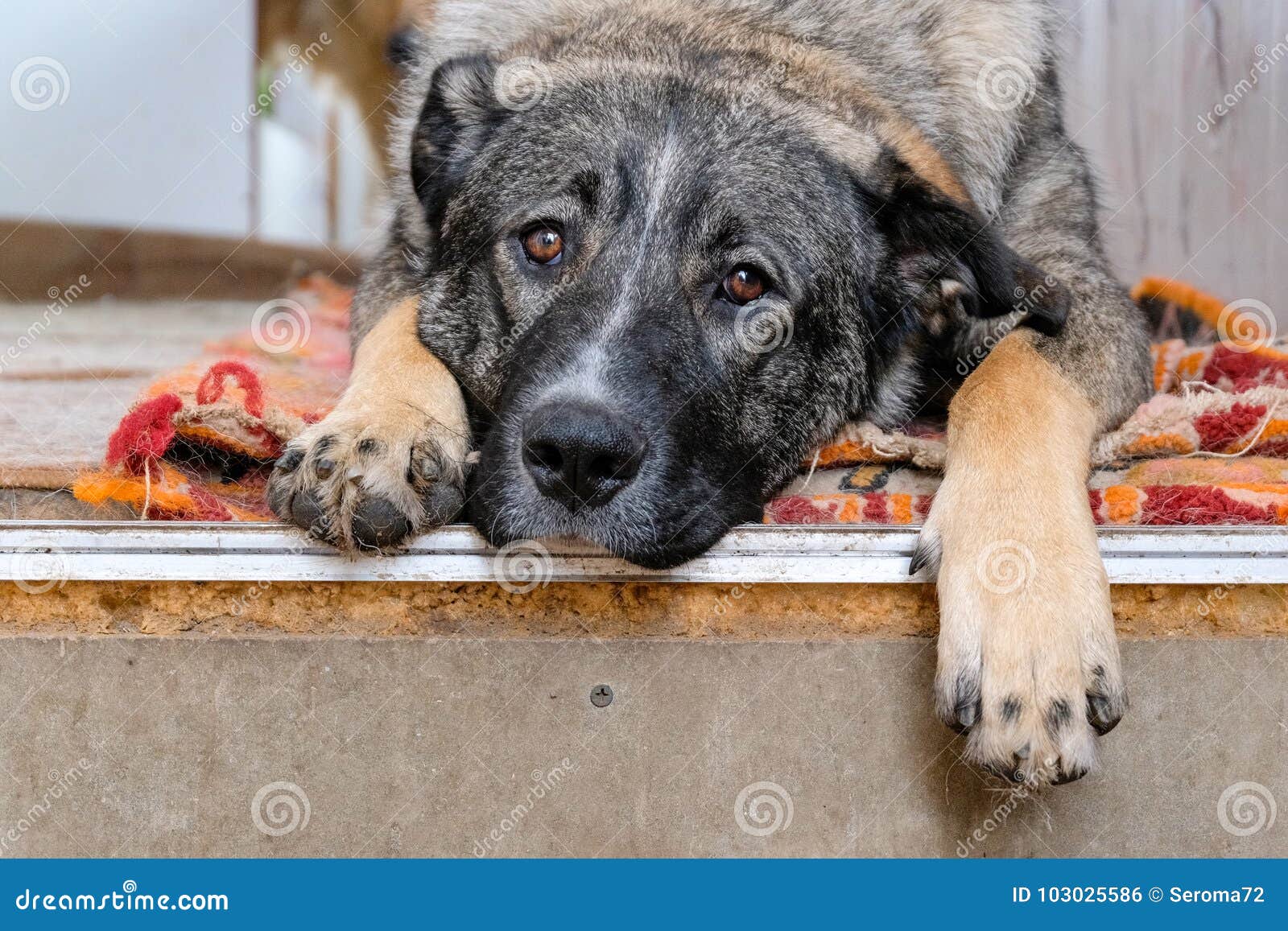 Trauriger Dorfhund stockfoto. Bild von erwachsener, asphalt - 103025586