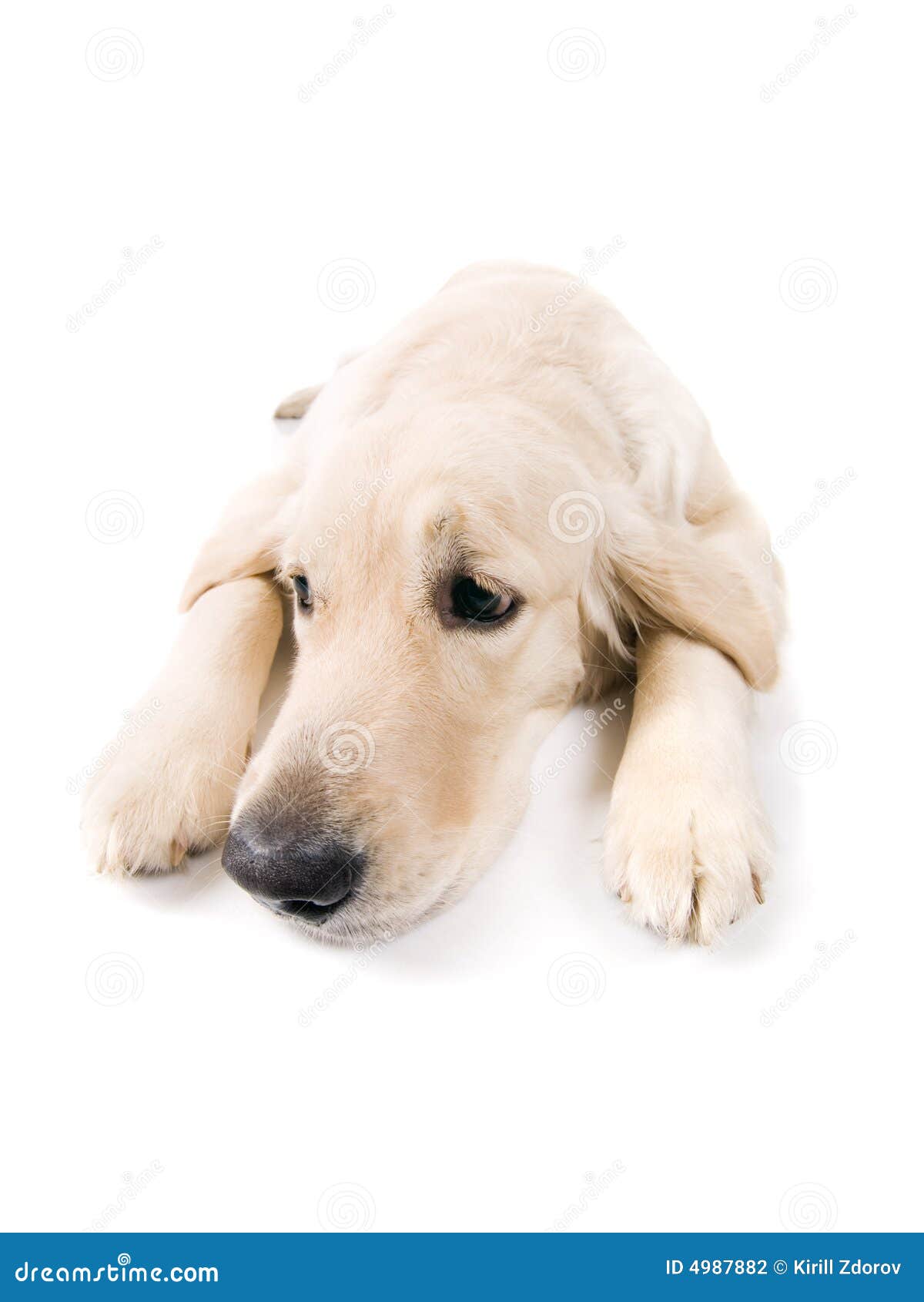 Trauriger Hund stockfoto. Bild von gold, haustier, traurig - 4987882