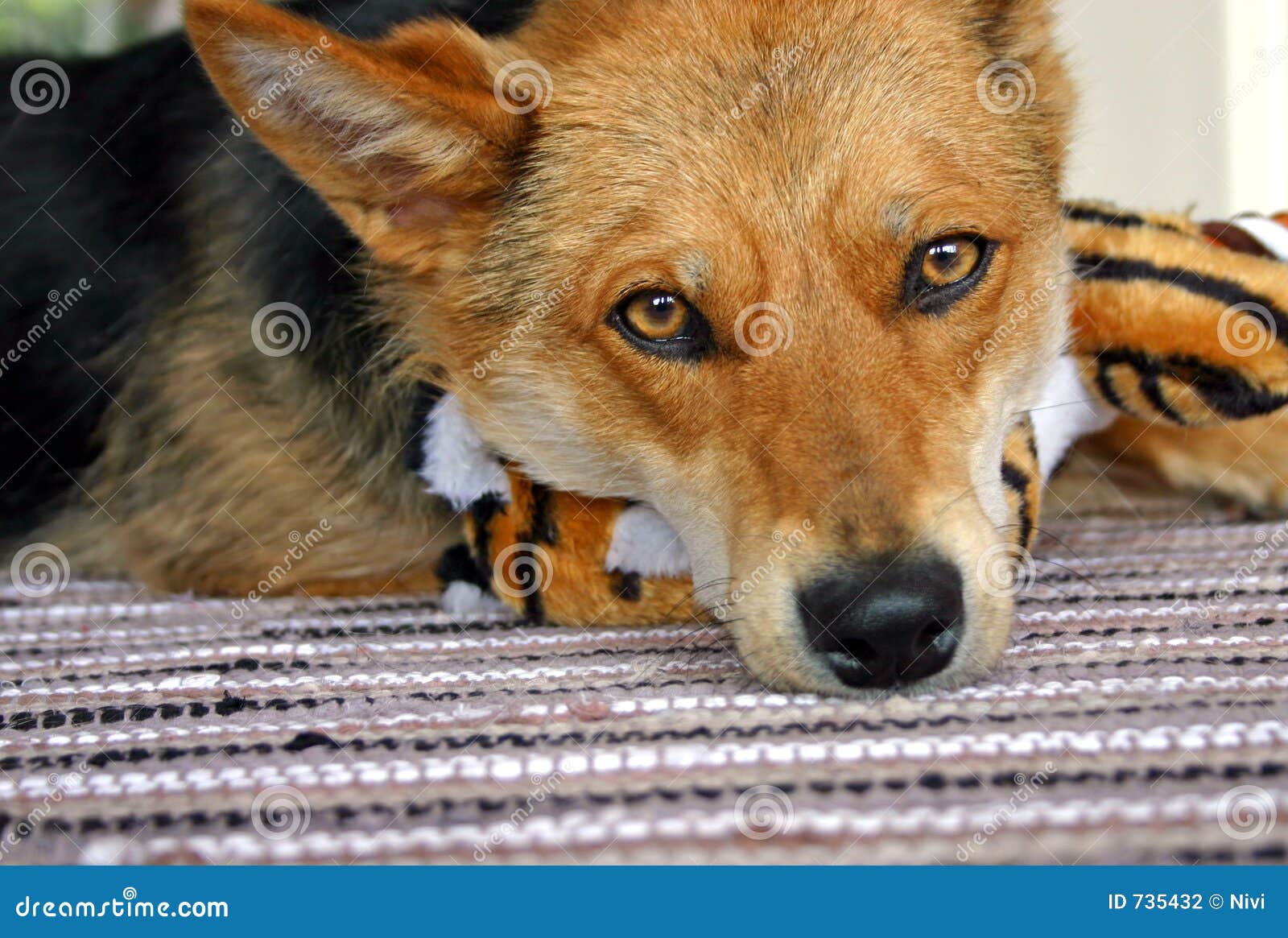 Trauriger Hund Bild. Bild: 735432