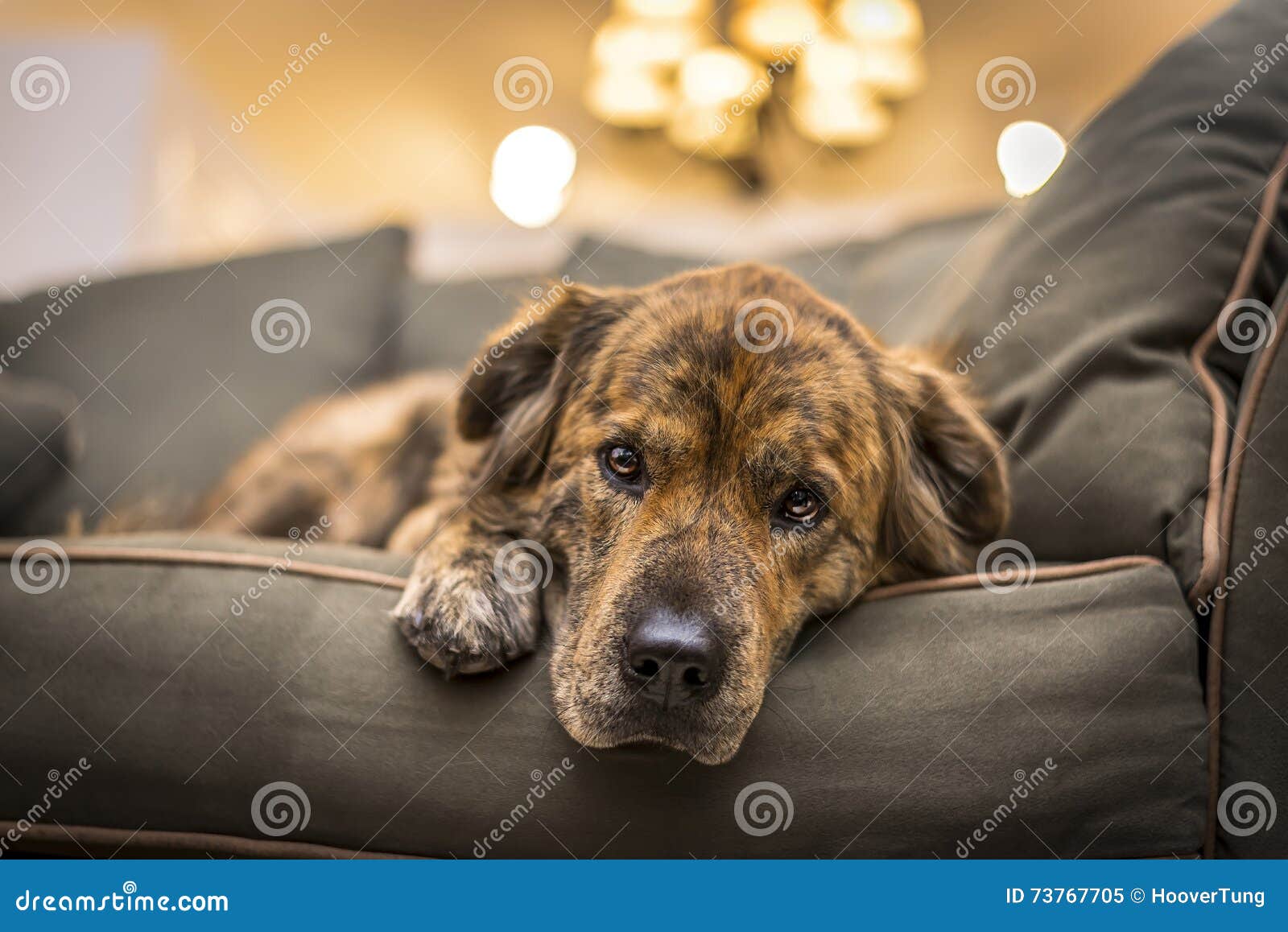 Trauriger Hund stockbild. Bild von couch, gesprinkelt - 73767705