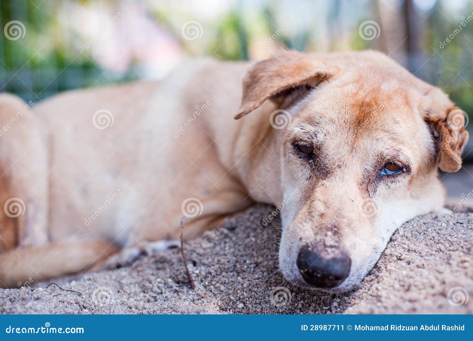 Trauriger Hund, Der Auf Sand Stillsteht Stockbild - Bild von braun ...
