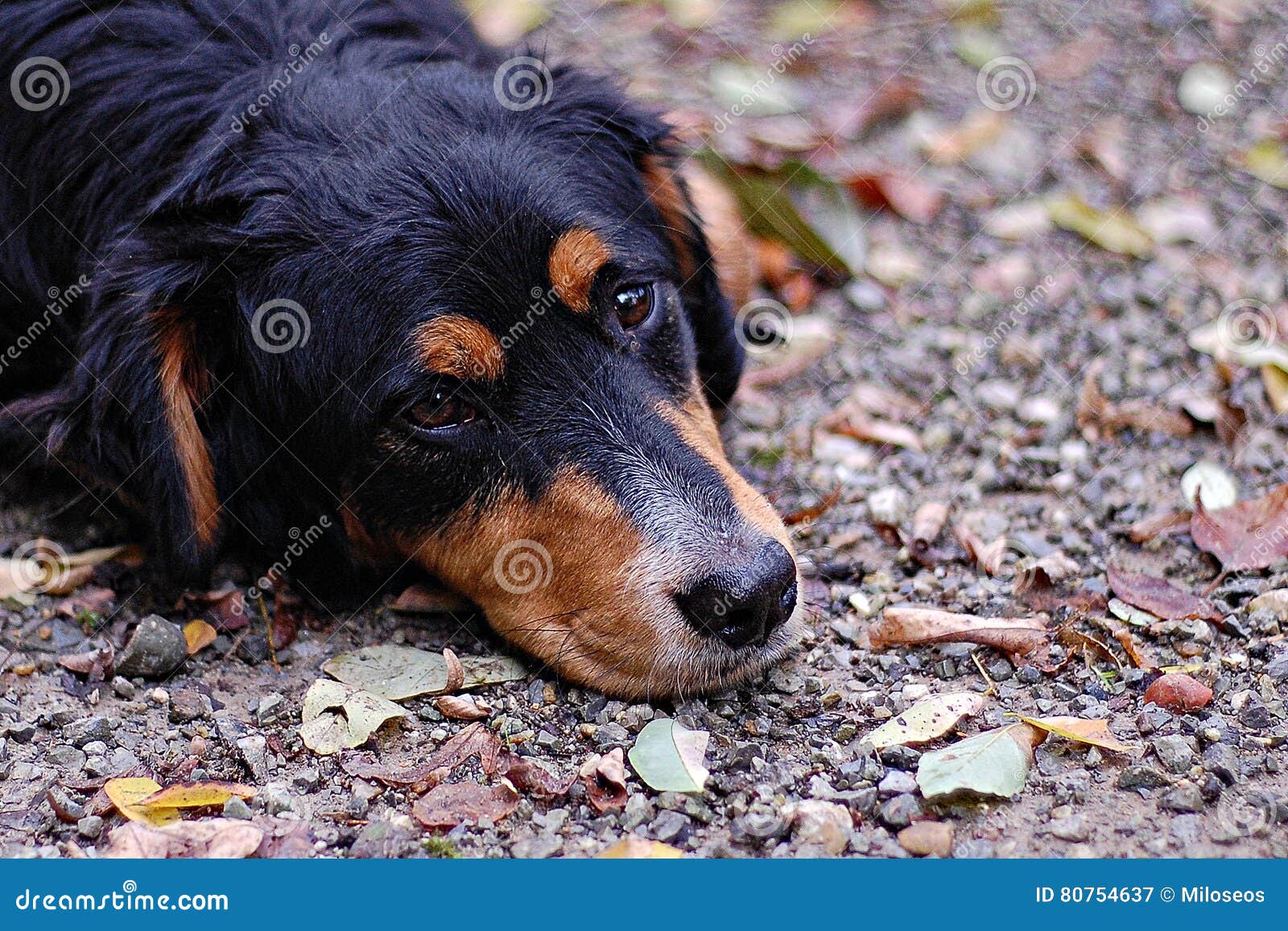 Trauriger Hund, Der Sich Hinlegt Stockbild - Bild von traurig, krank ...
