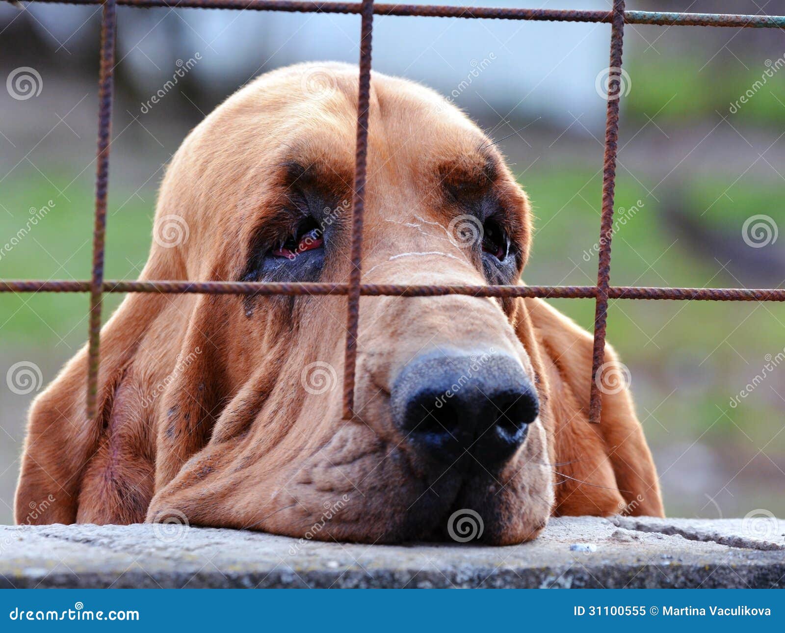 Trauriger Hund Hinter Gittern Stockbild - Bild von entzückend, hund ...