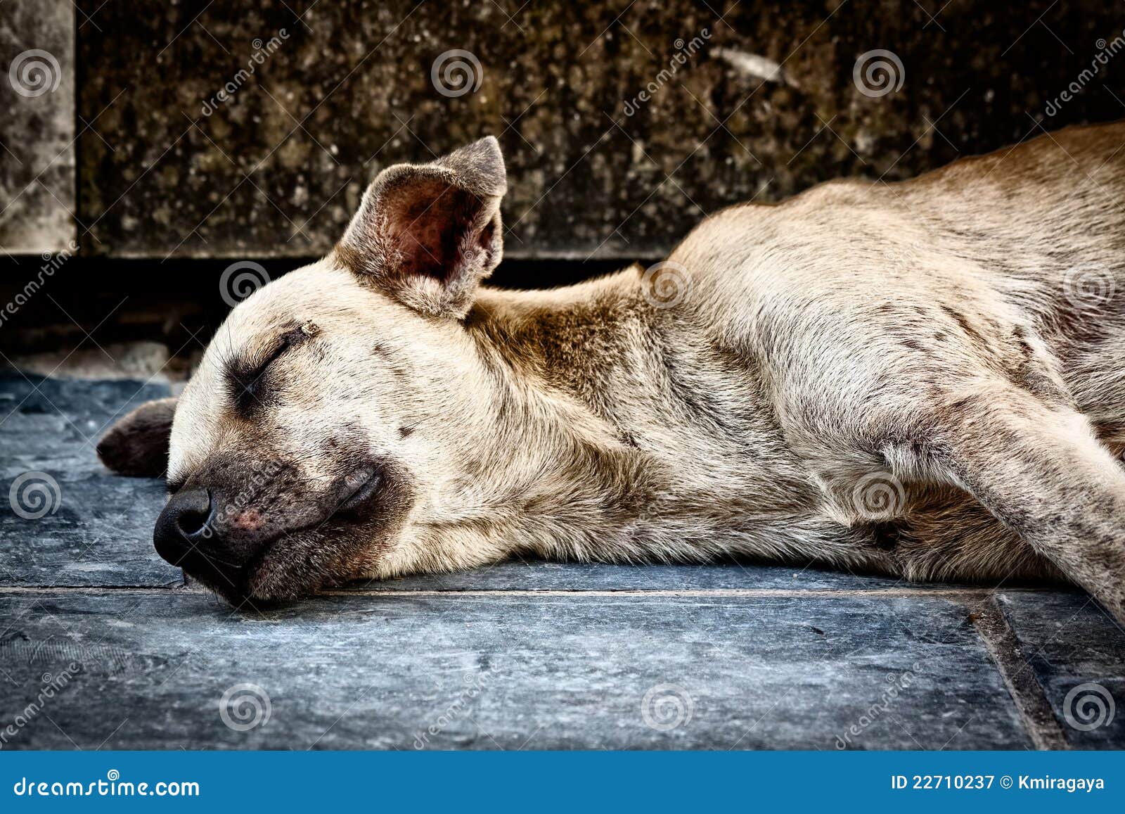 Trauriger Hund Verlassen Auf Der Straße Stockbild - Bild von wild, hund ...