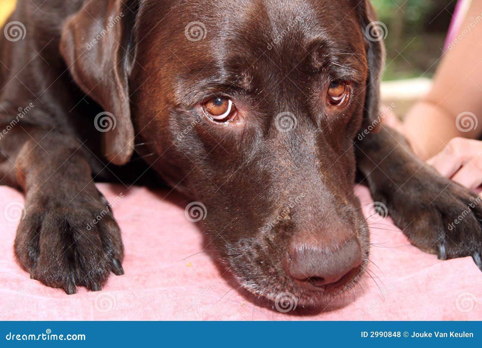 Trauriger schauender Hund stockfoto. Bild von blumen, öffnung - 2990848