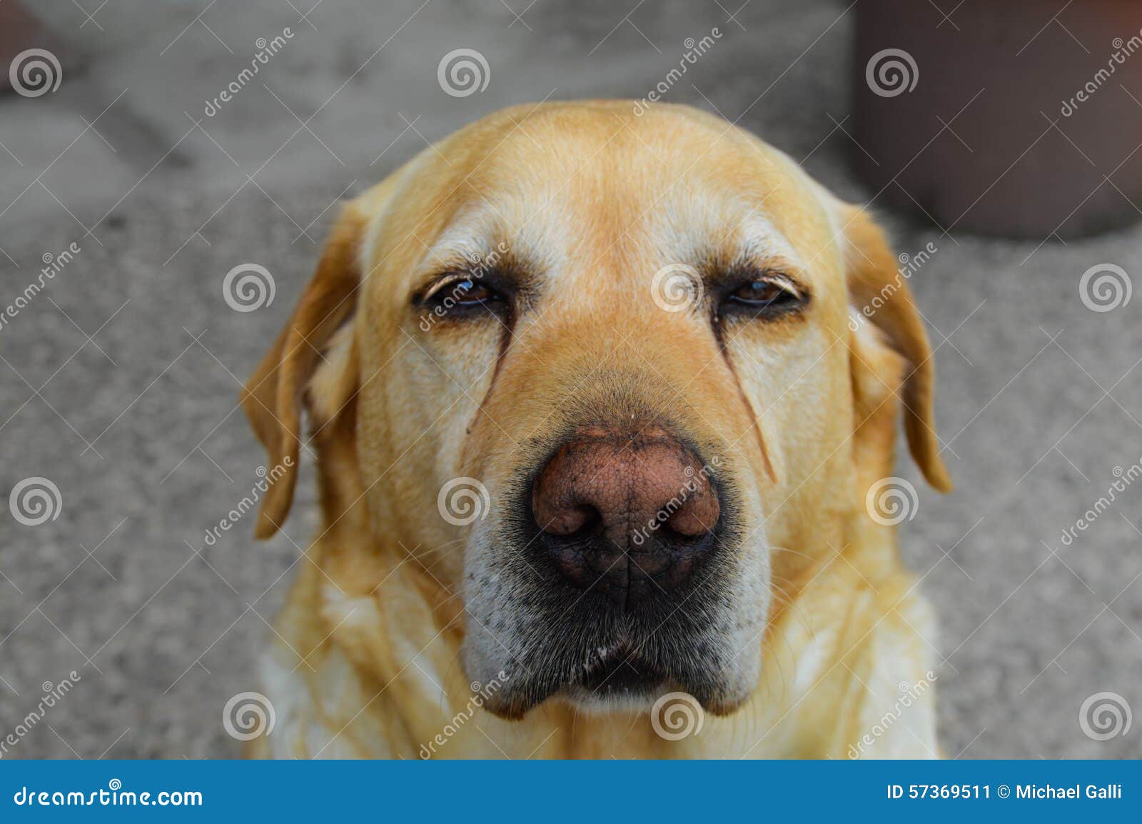 Trauriges Labrador stockbild. Bild von reizend, labrador - 57369511