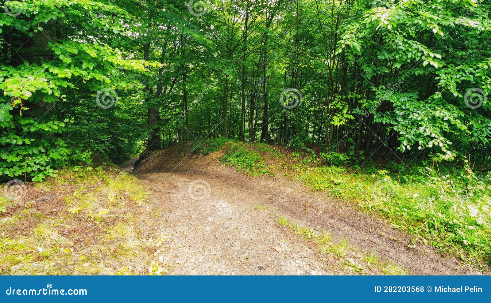 Travel Adventure in Natural Forest Stock Photo - Image of path ...