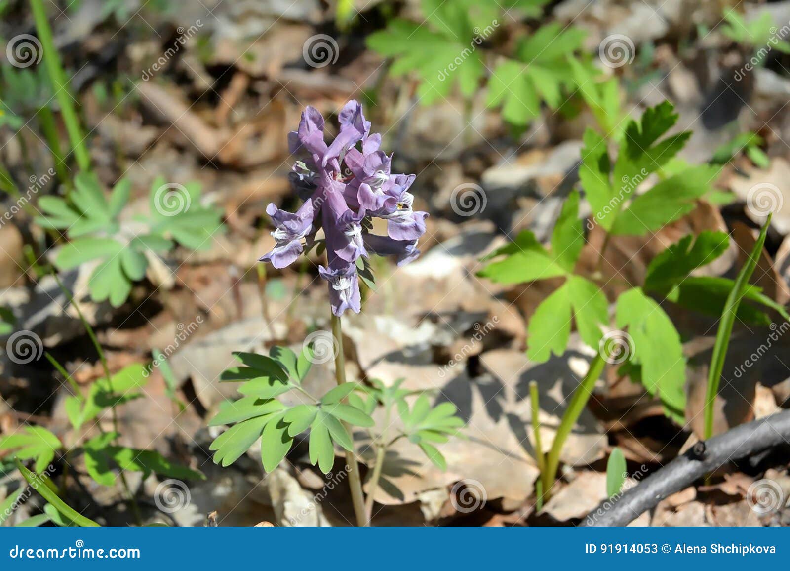 Travel through the Beautiful Corners of Nature Stock Image - Image of ...