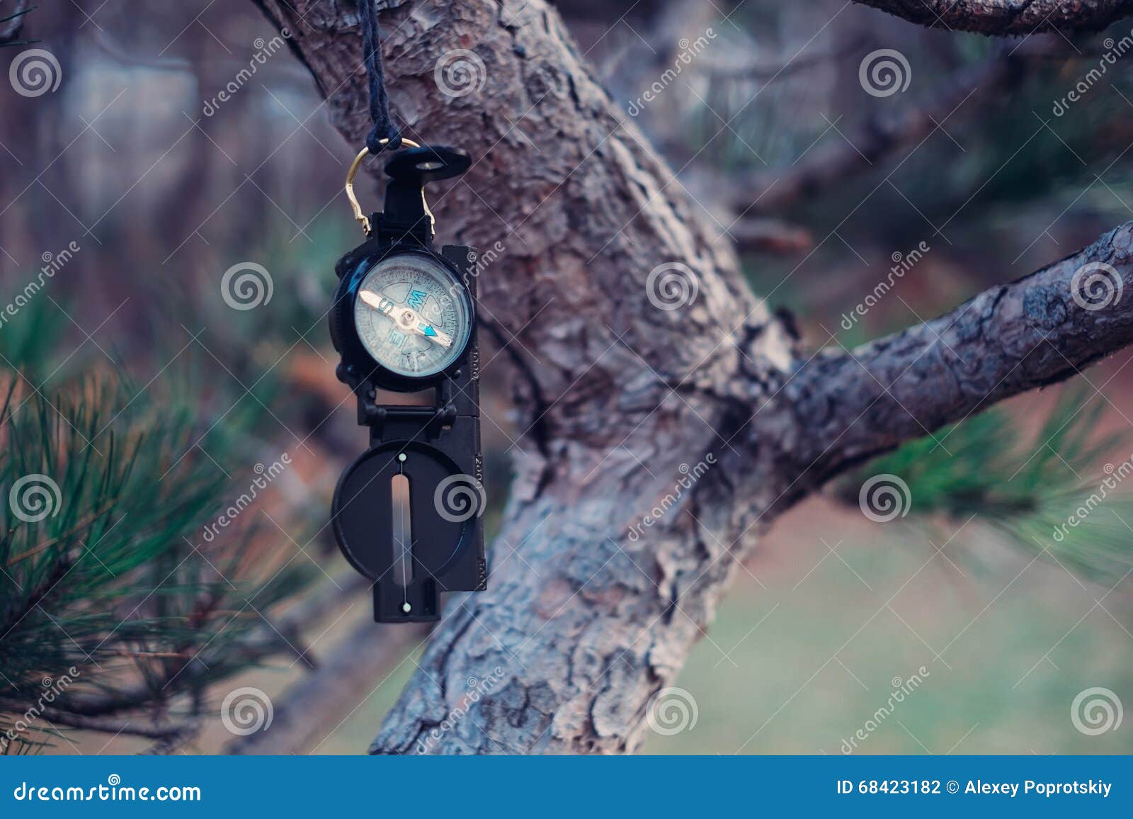 Old Compass On Tree Royalty-Free Stock Photo | CartoonDealer.com #178570005