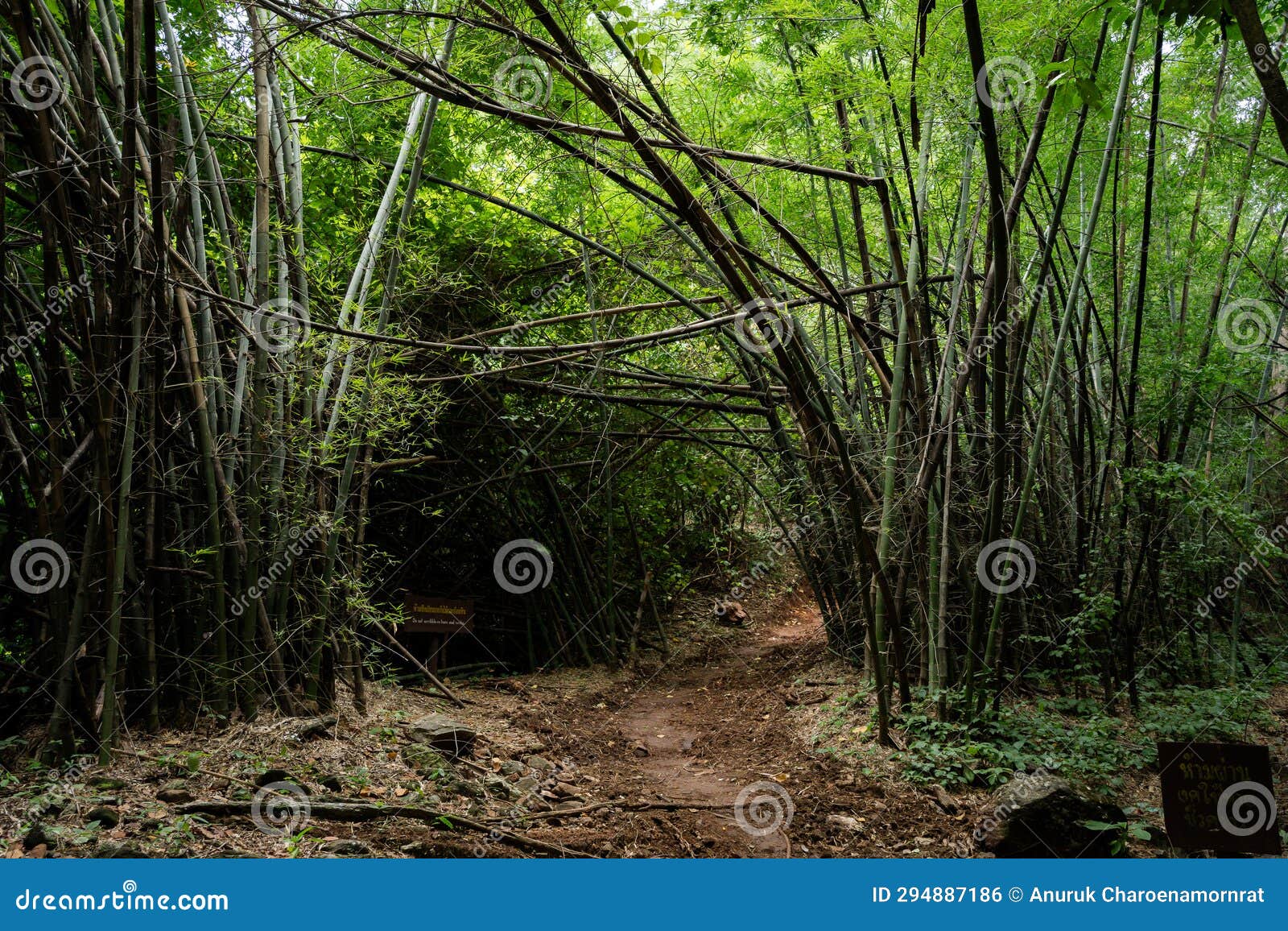 Travel in Nature Concept with Tree and Sunlight in Tropical Forest ...