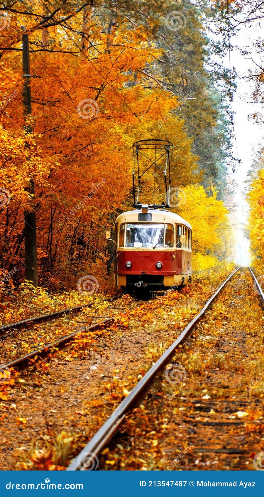 Travel in nature on train stock image. Image of nature - 213547487