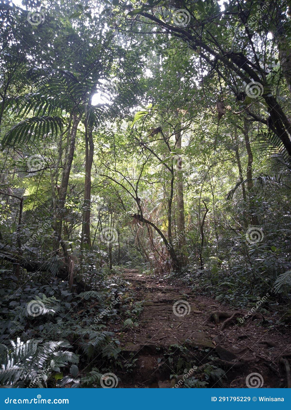 Travel through the Trees during the Day Stock Image - Image of trees ...