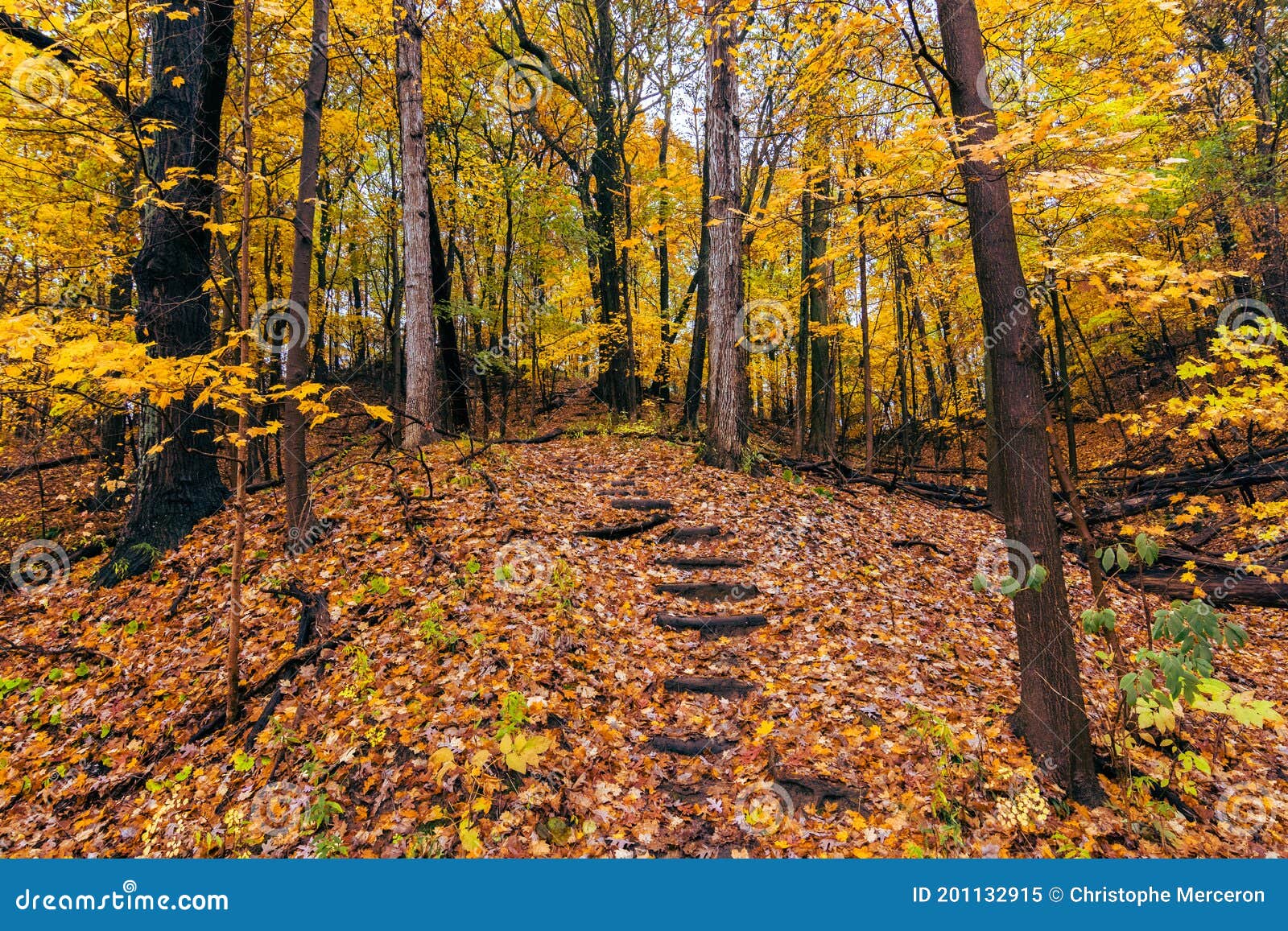 The less traveled path stock image. Image of scenery - 201132915