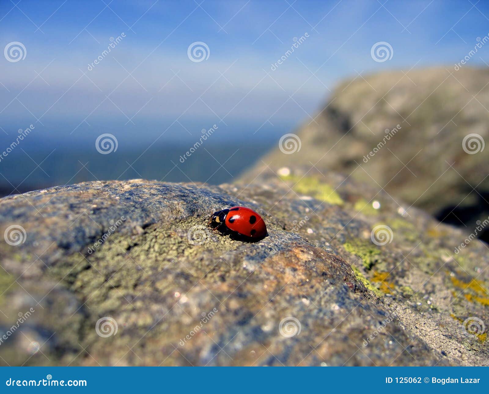 Traveling ladybug 2 stock photo. Image of cliffs, mountains - 125062