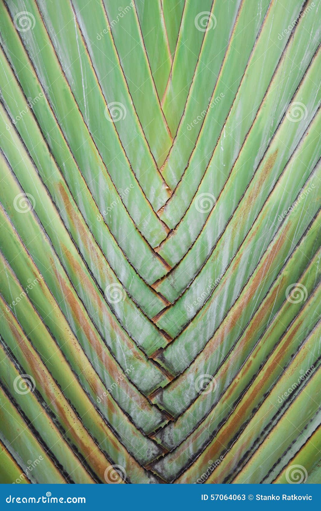 Traveller s Palm stock image. Image of nature, detail - 57064063