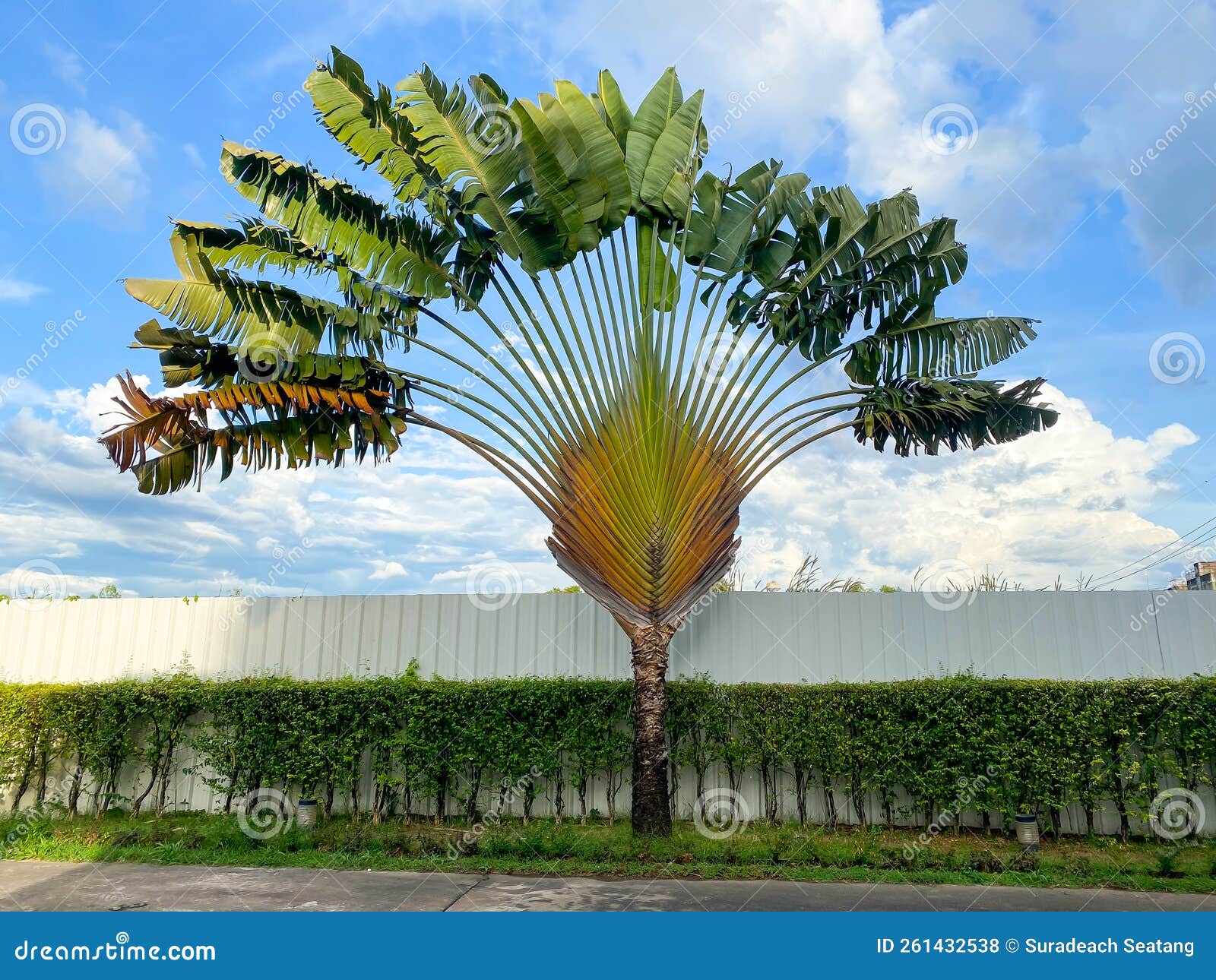 Traveller`s Tree or Traveller`s Palm Crown Stock Photo - Image of ...