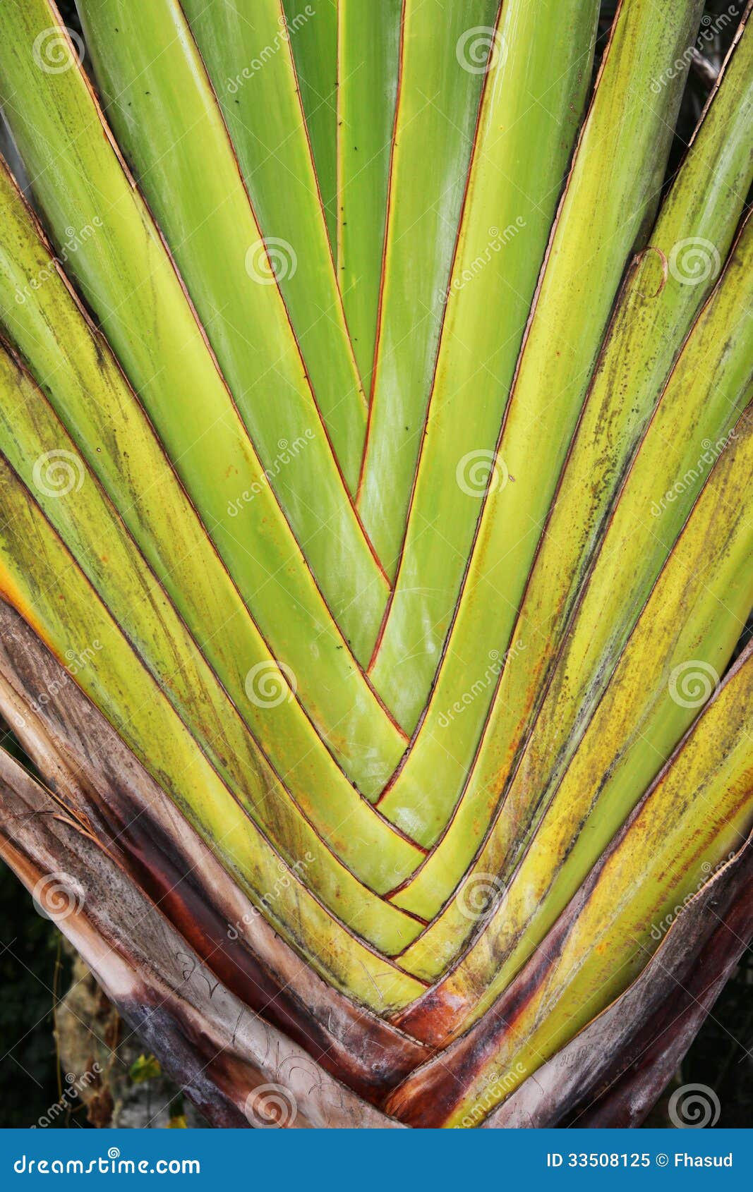 Traveller s- tree stock image. Image of texture, growth - 33508125