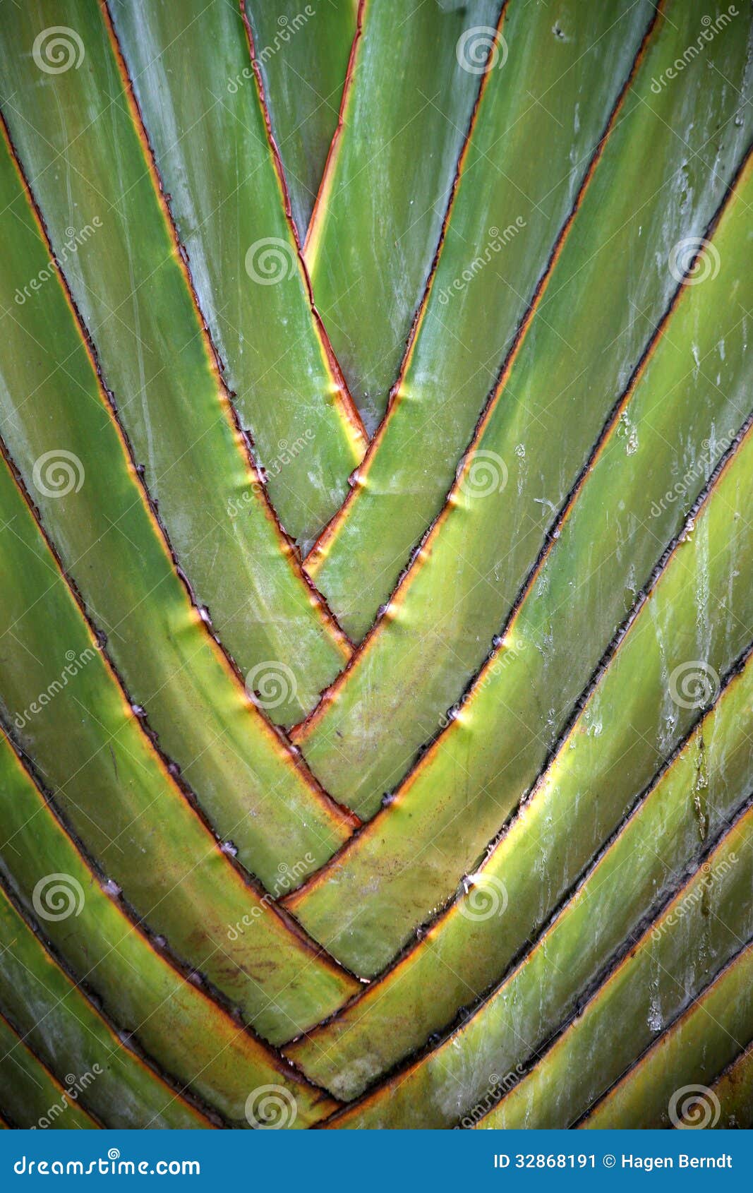 Traveller s tree stock image. Image of madagaskar, madagascariensis ...