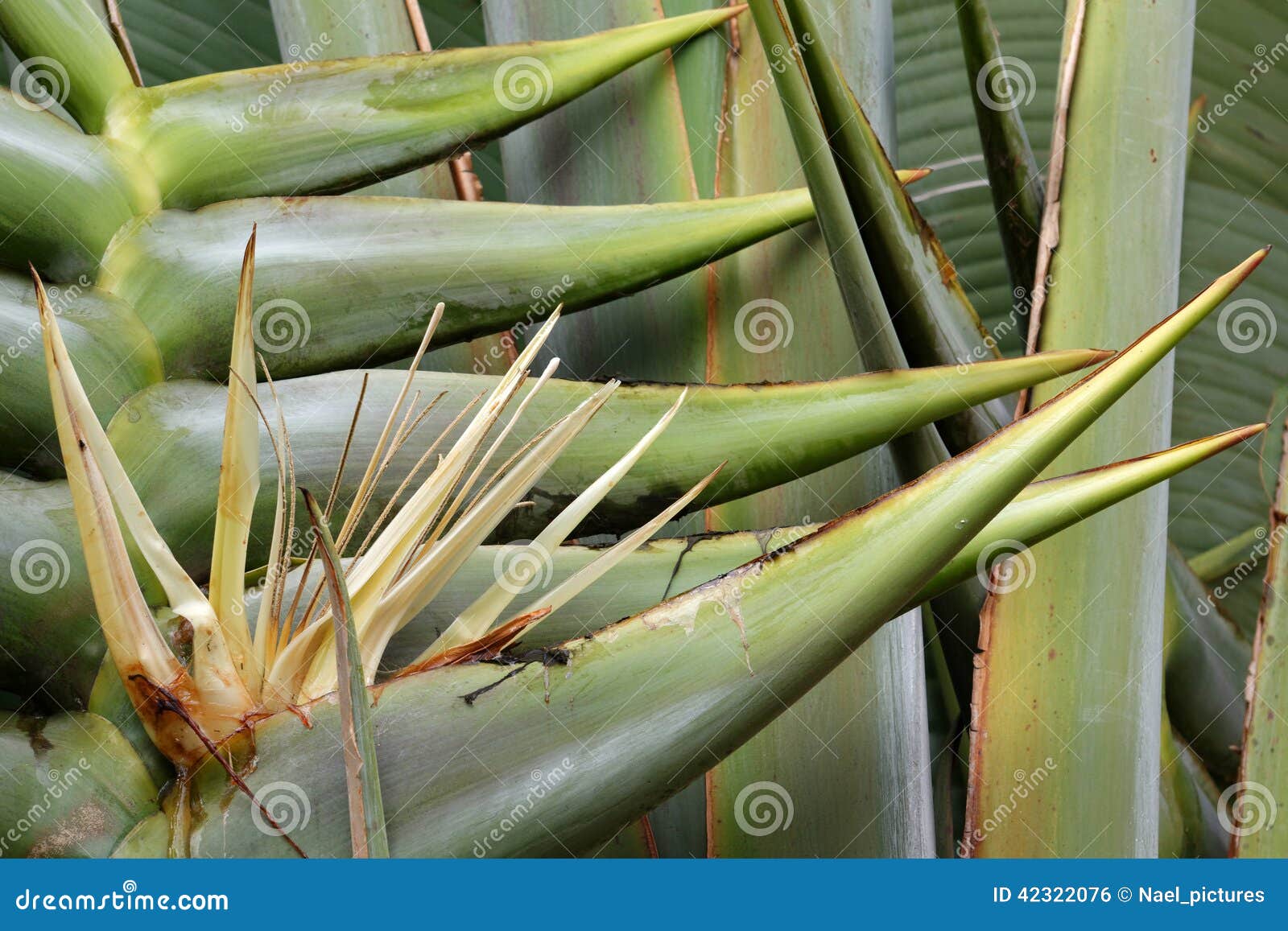 Traveller tree stock photo. Image of branch, tropical - 42322076