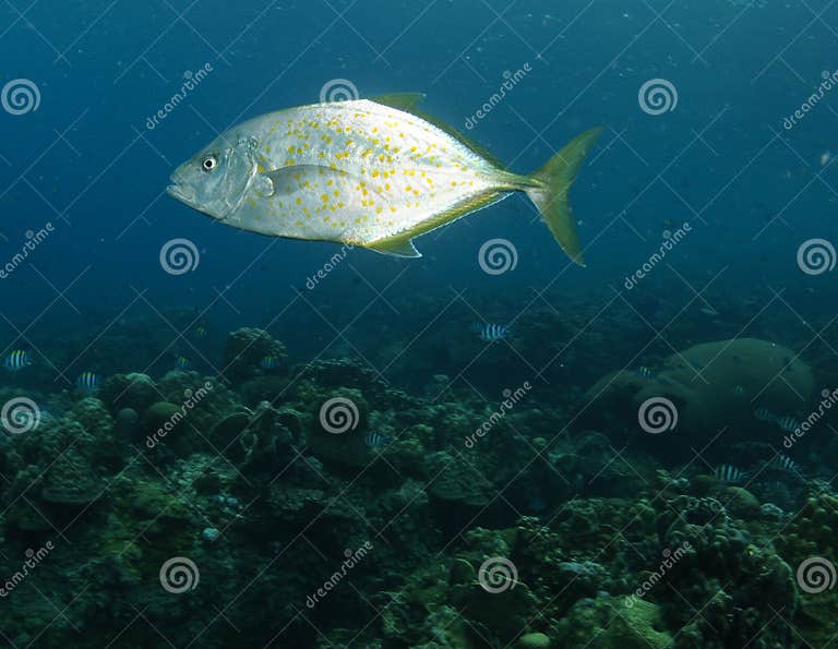 Travelli fish stock photo. Image of dive, aquatic, ocean - 12882336