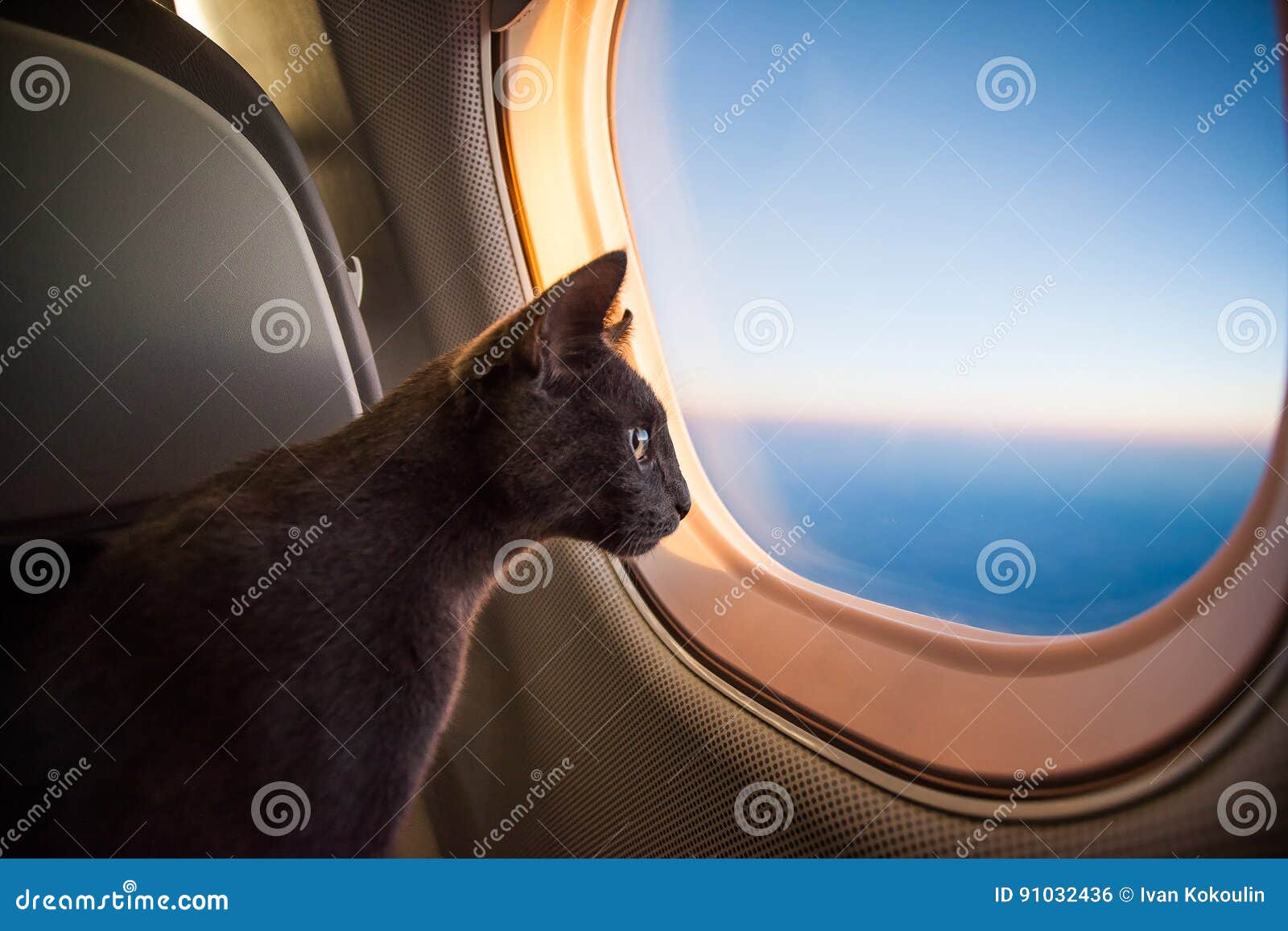 Travelling cat stock photo. Image of king, relocation - 91032436