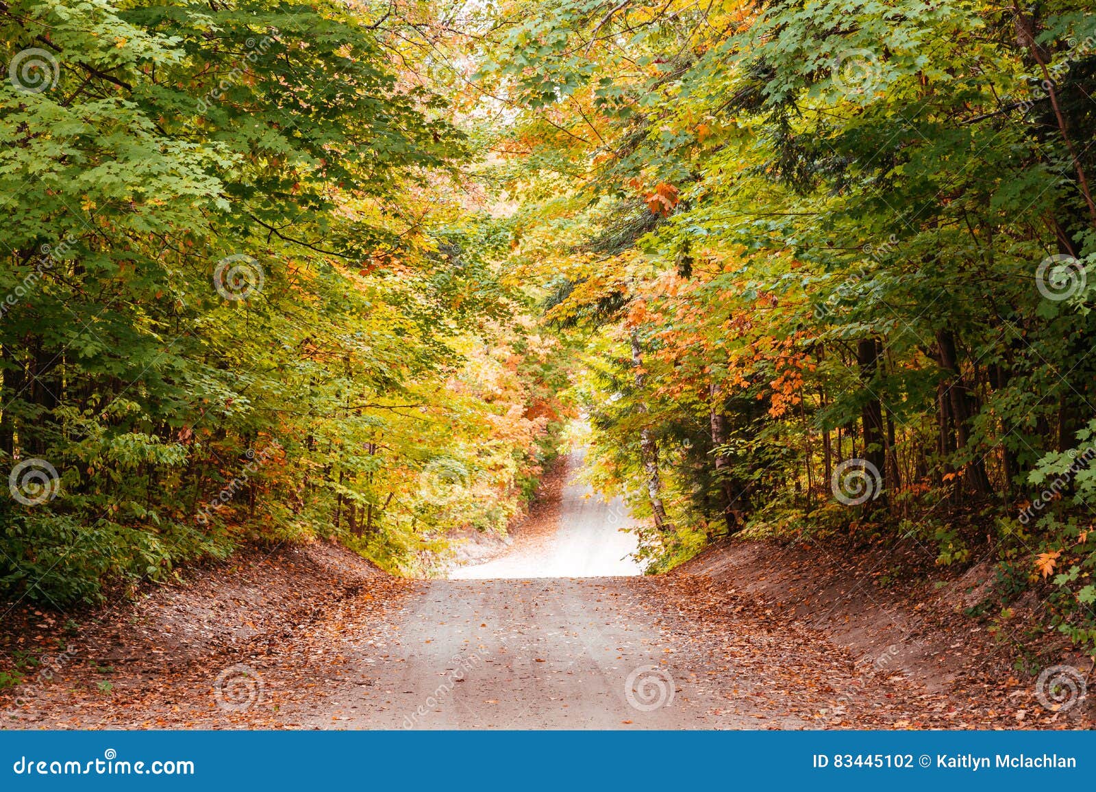 Travelling the Open Road stock photo. Image of view, forest - 83445102