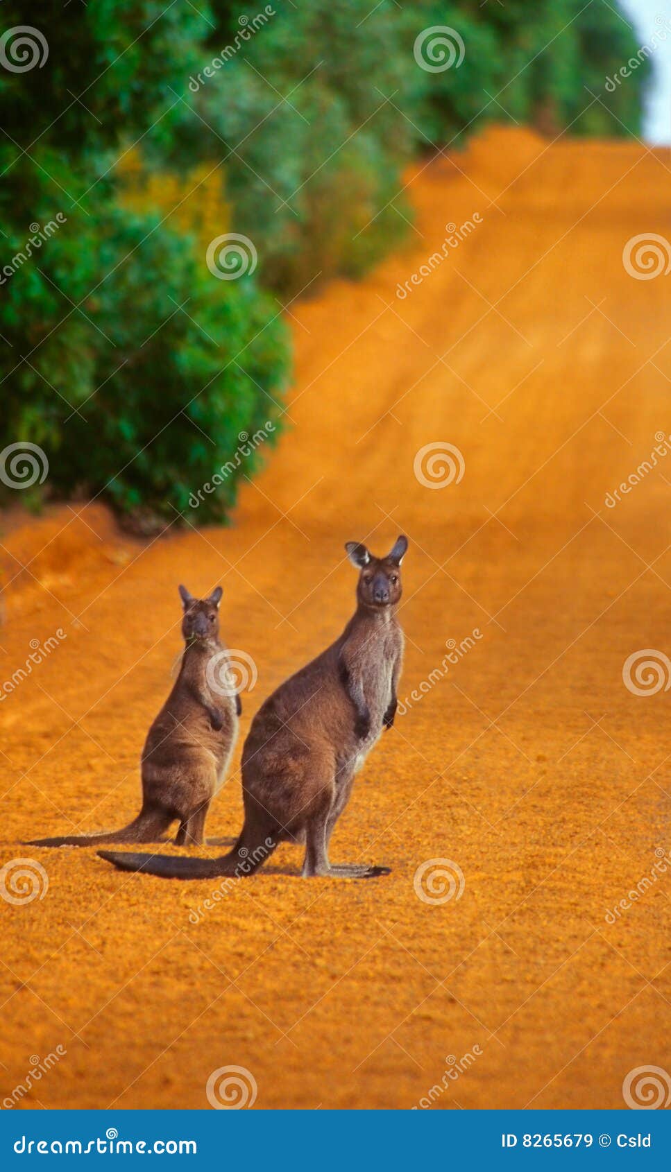Traversata dei canguri immagine stock. Immagine di pelliccia - 8265679